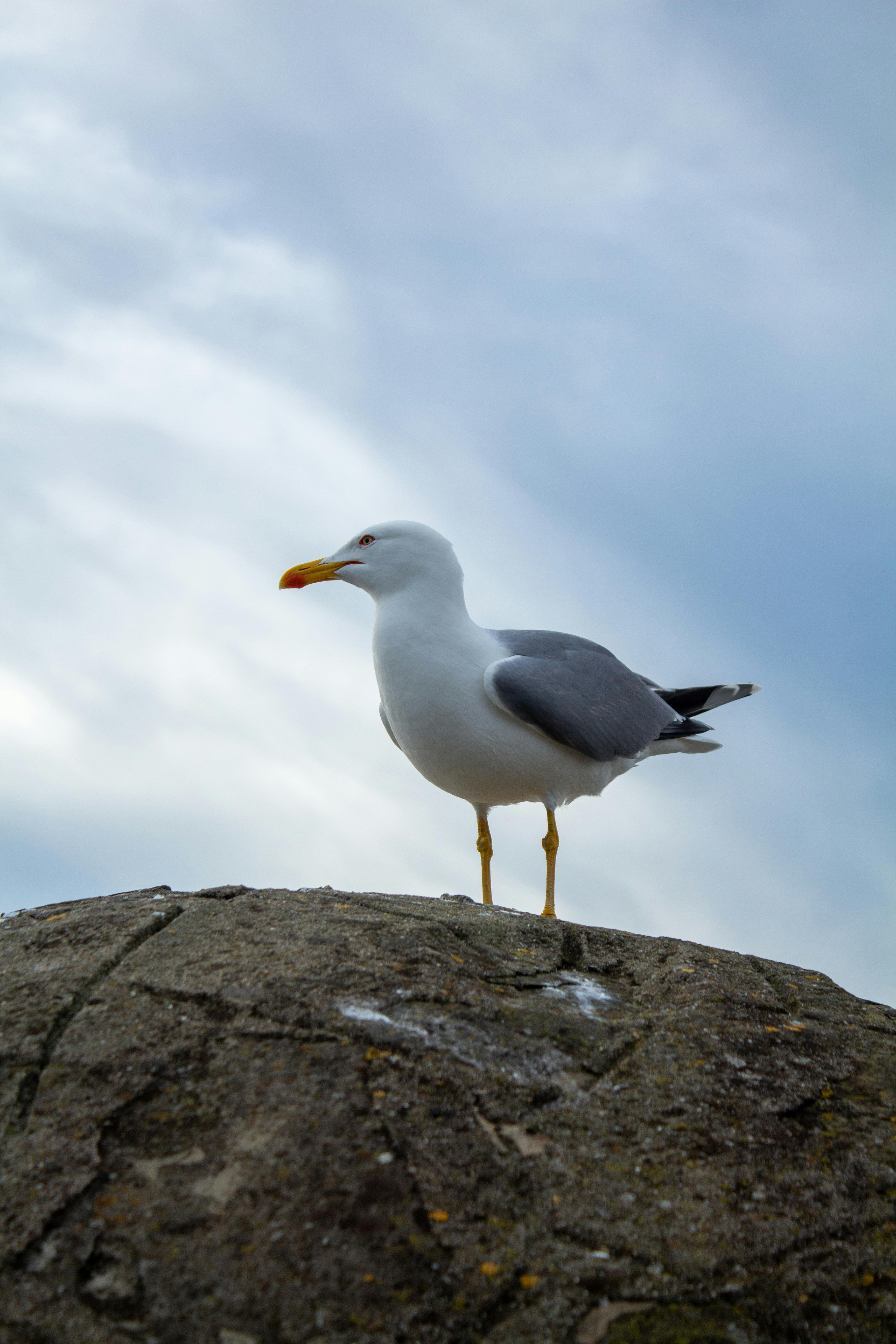 Close up of a Gull · Free Stock Photo