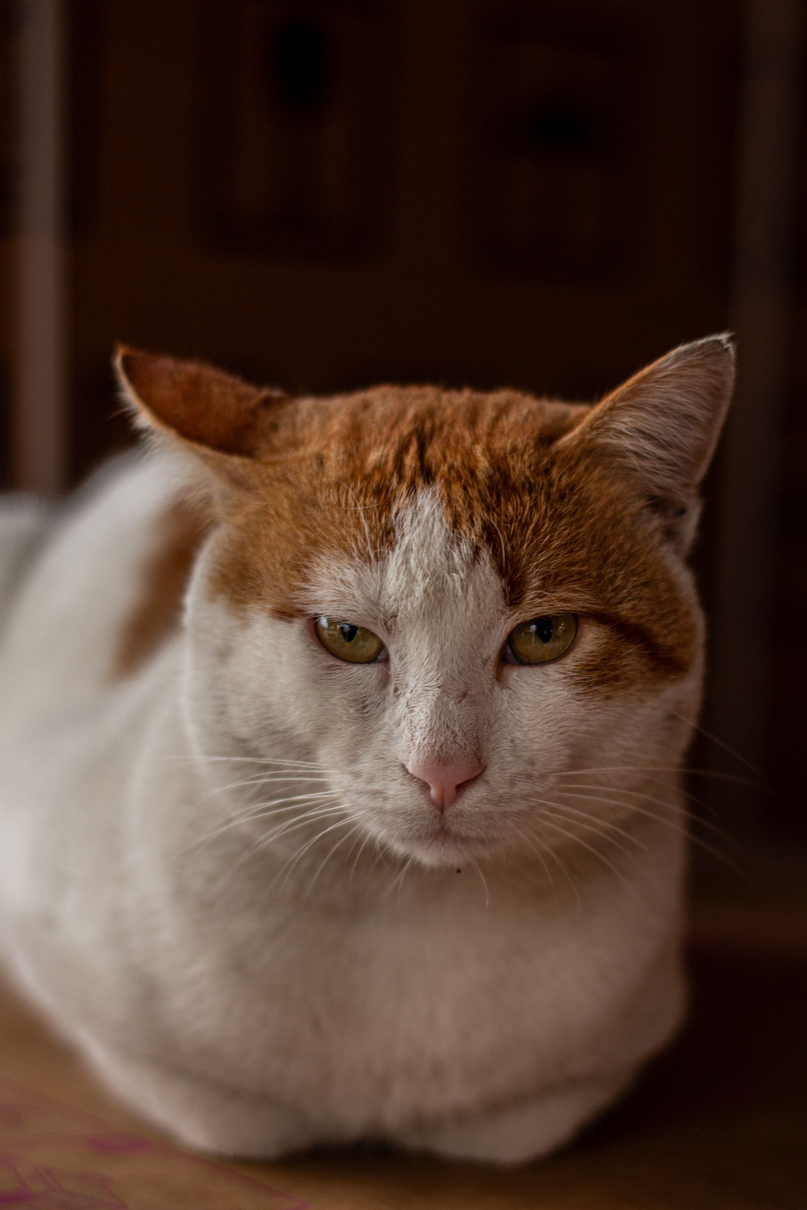 Cool Cat Photos, Download The BEST Free Cool Cat Stock Photos & HD Images