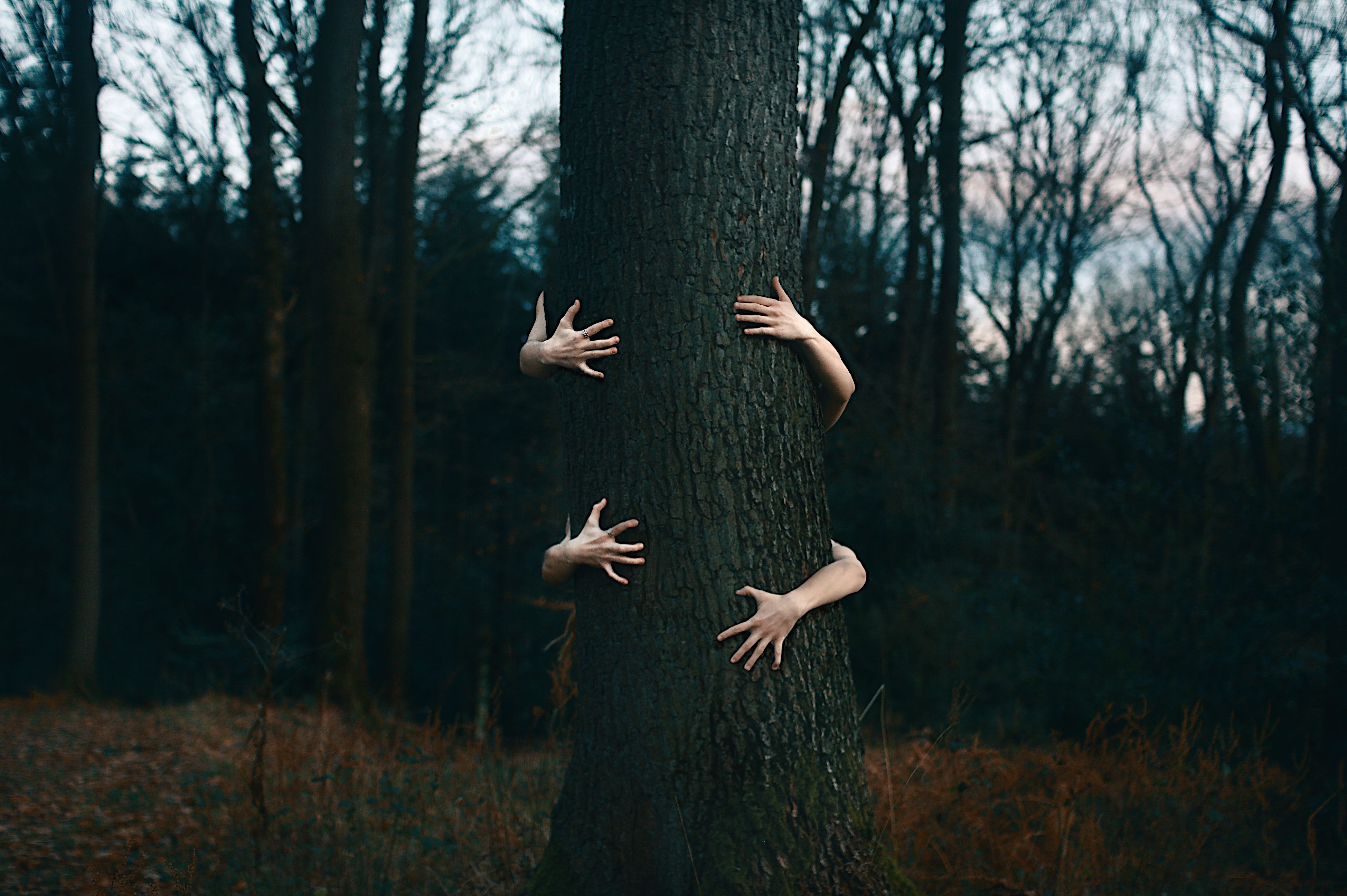 Hands Embracing Tree · Free Stock Photo