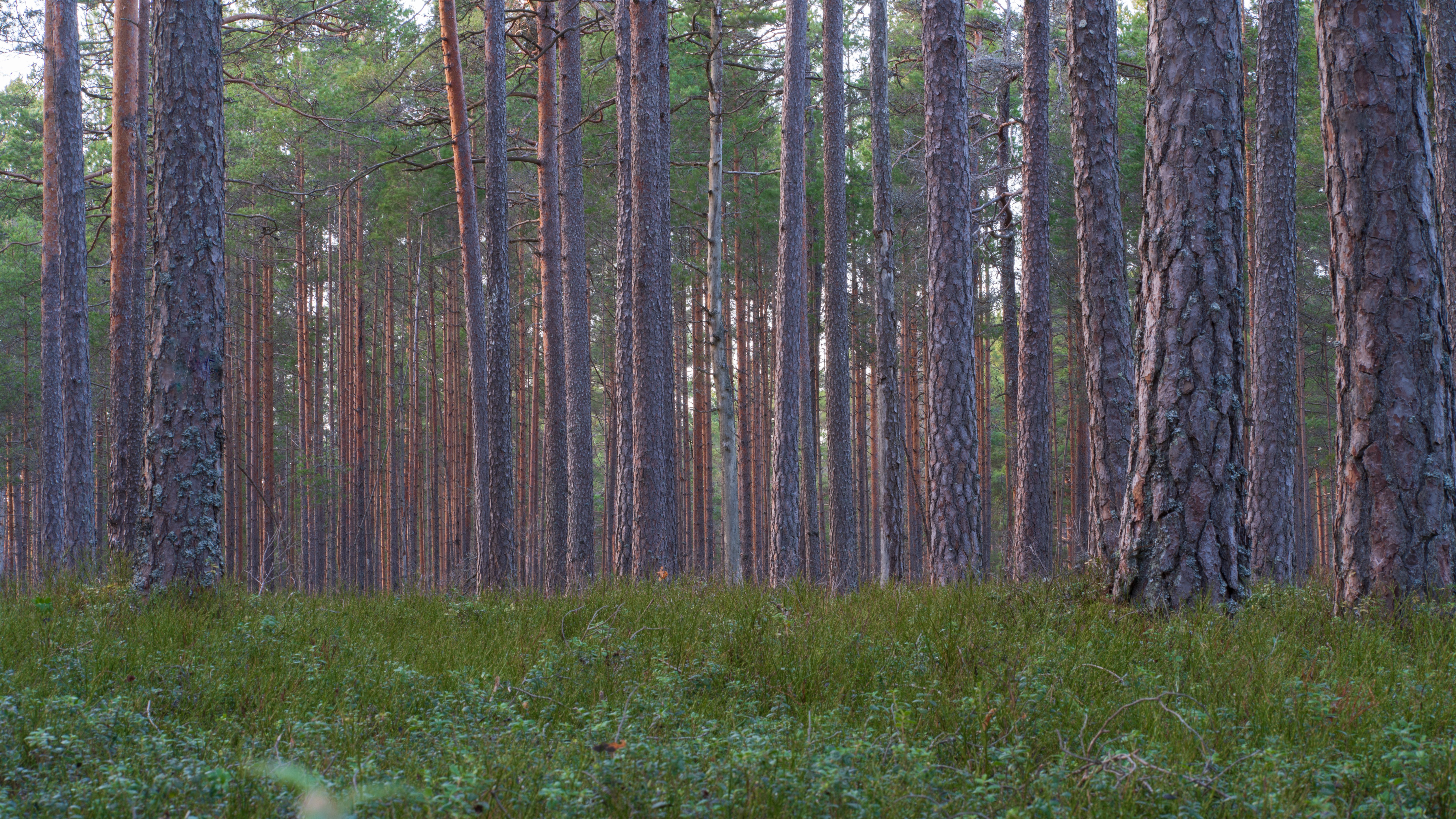 Wide Angle Show of a Fir Forest · Free Stock Photo