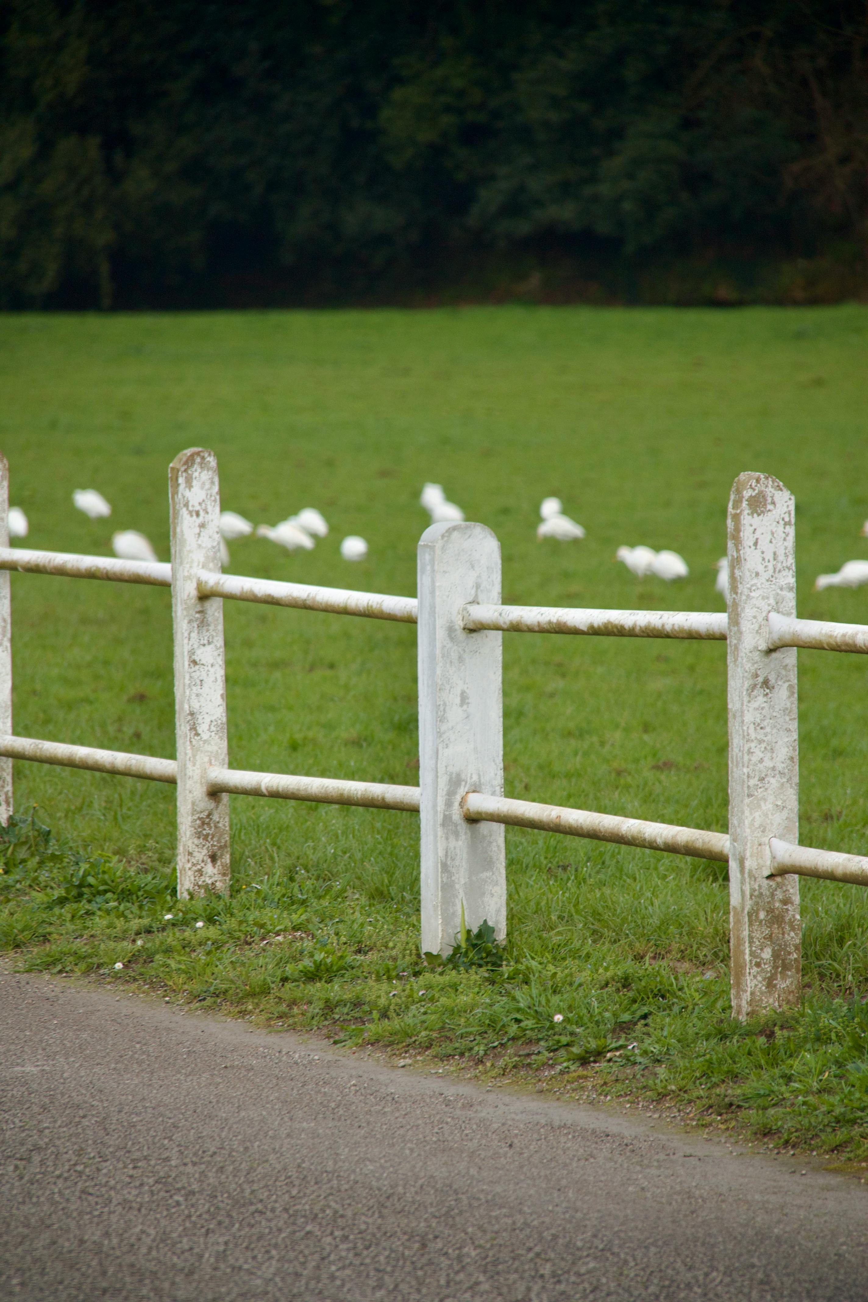 Empty Grassland Behind a White Fence by the Road · Free Stock Photo