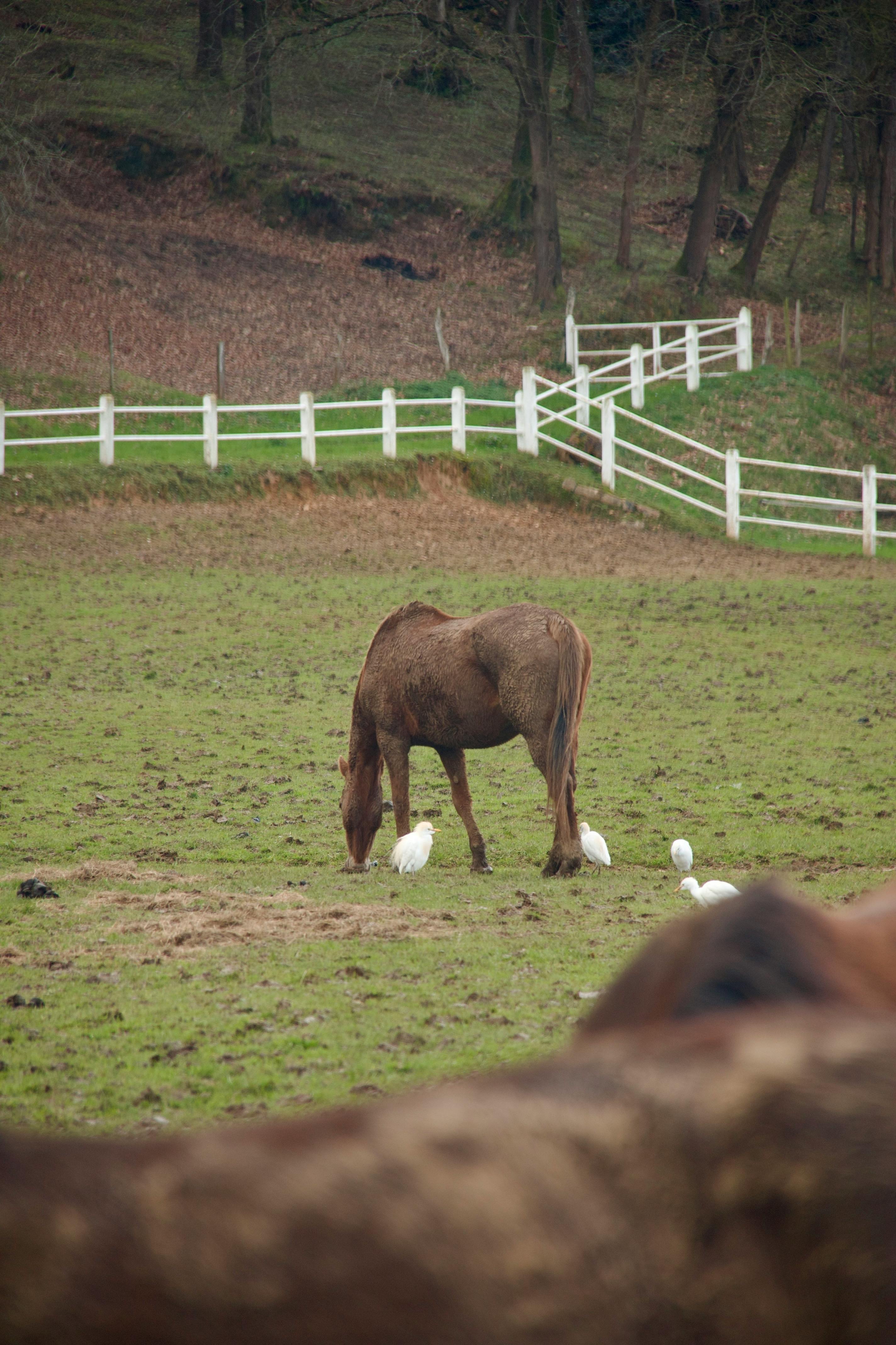 Ungrazed Field Photos, Download The BEST Free Ungrazed Field Stock ...