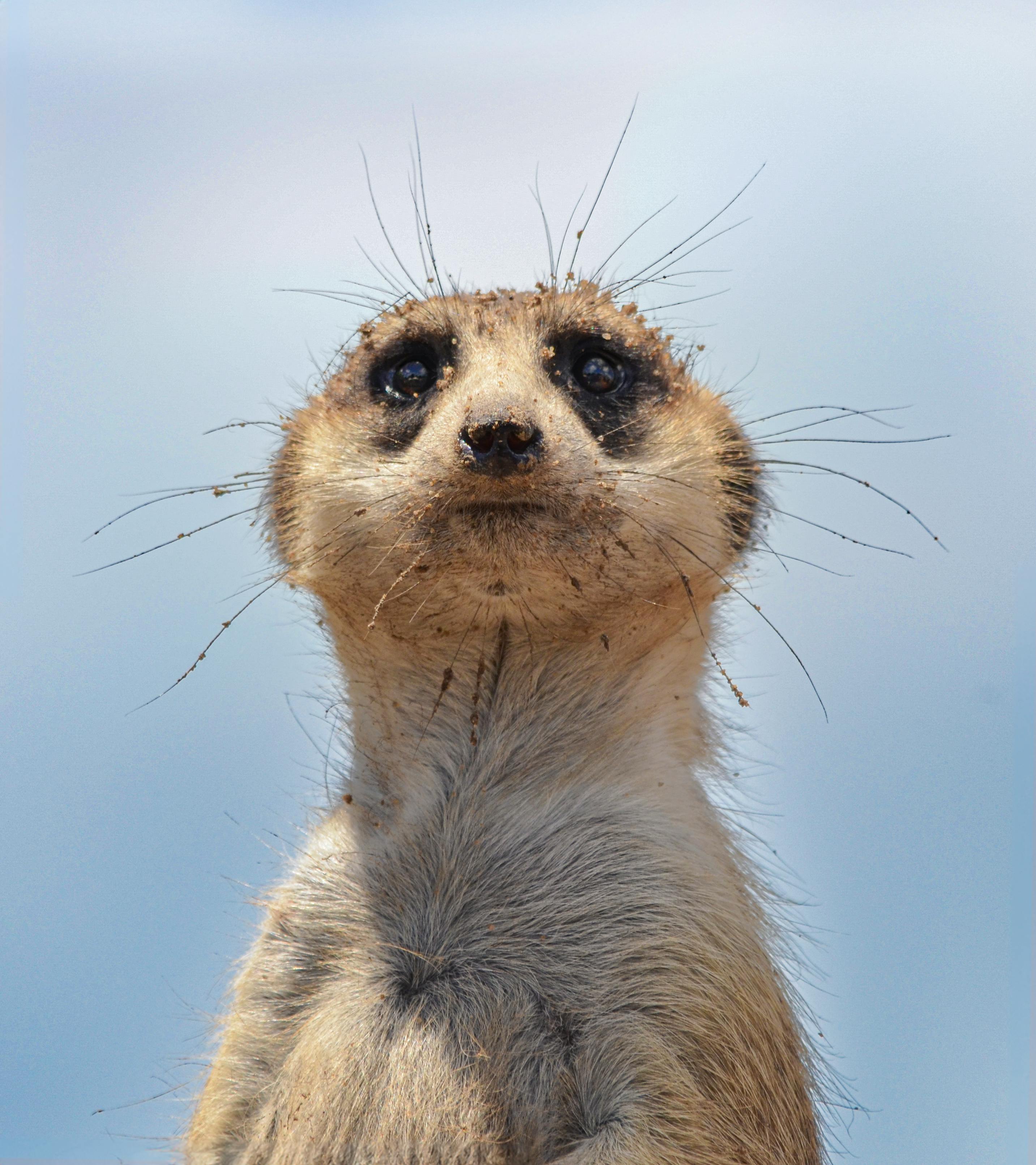 Close-up of an Alert Meerkat · Free Stock Photo