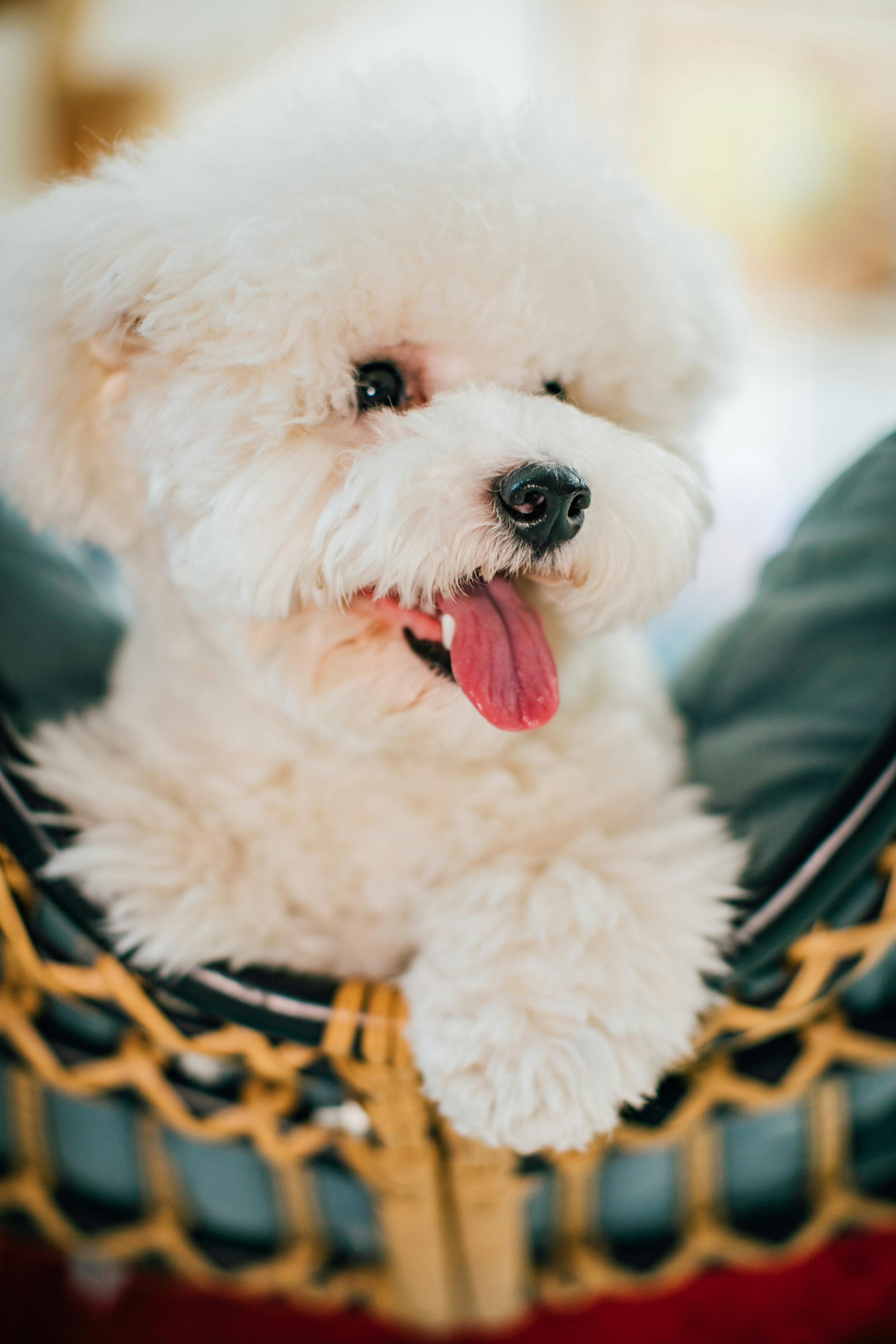 White Bichon Frise Dog in a Basket · Free Stock Photo