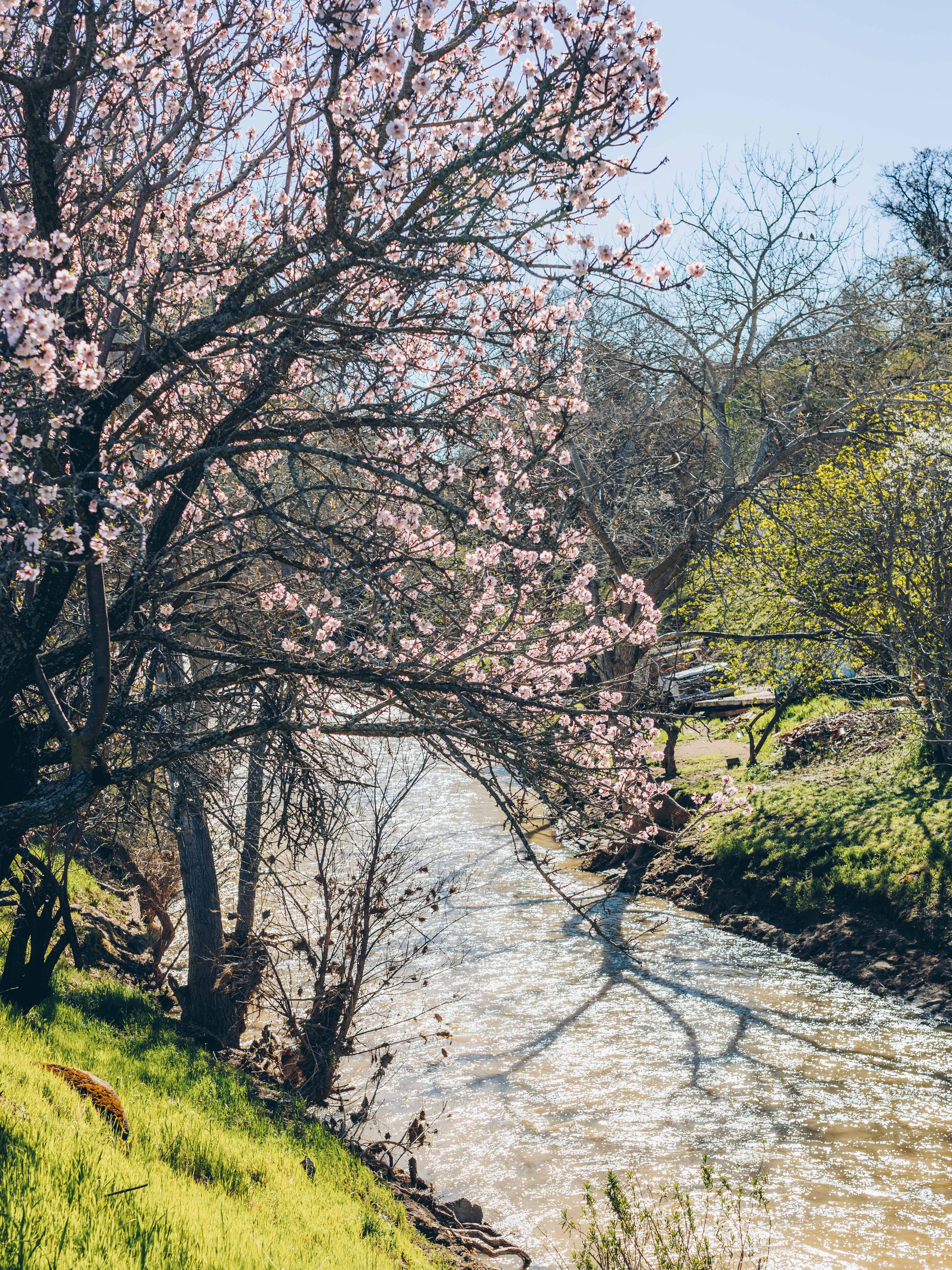 Pink Flowers on Tree by River · Free Stock Photo