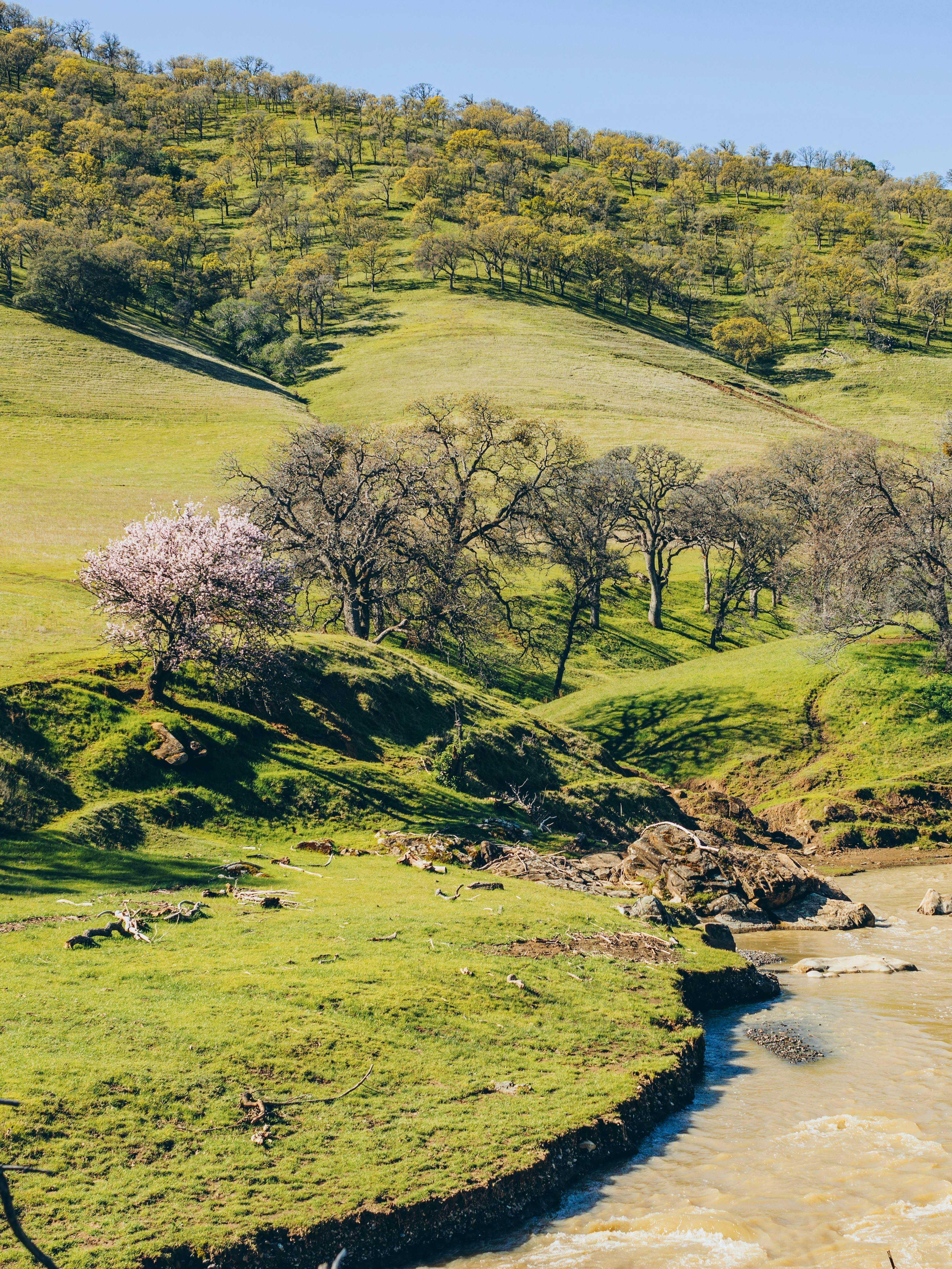 Green Hills with Trees · Free Stock Photo