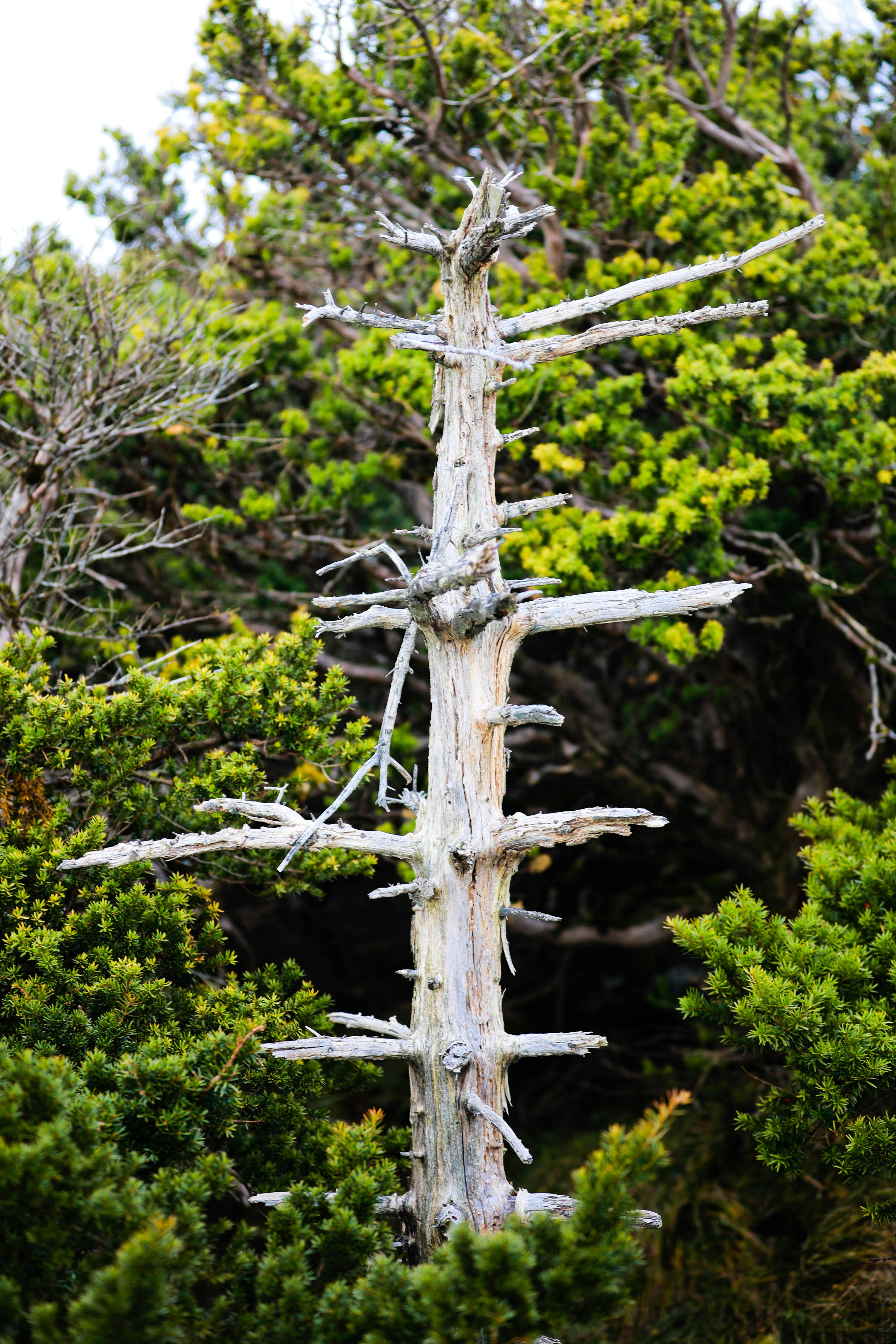 Dried Dead Tree · Free Stock Photo