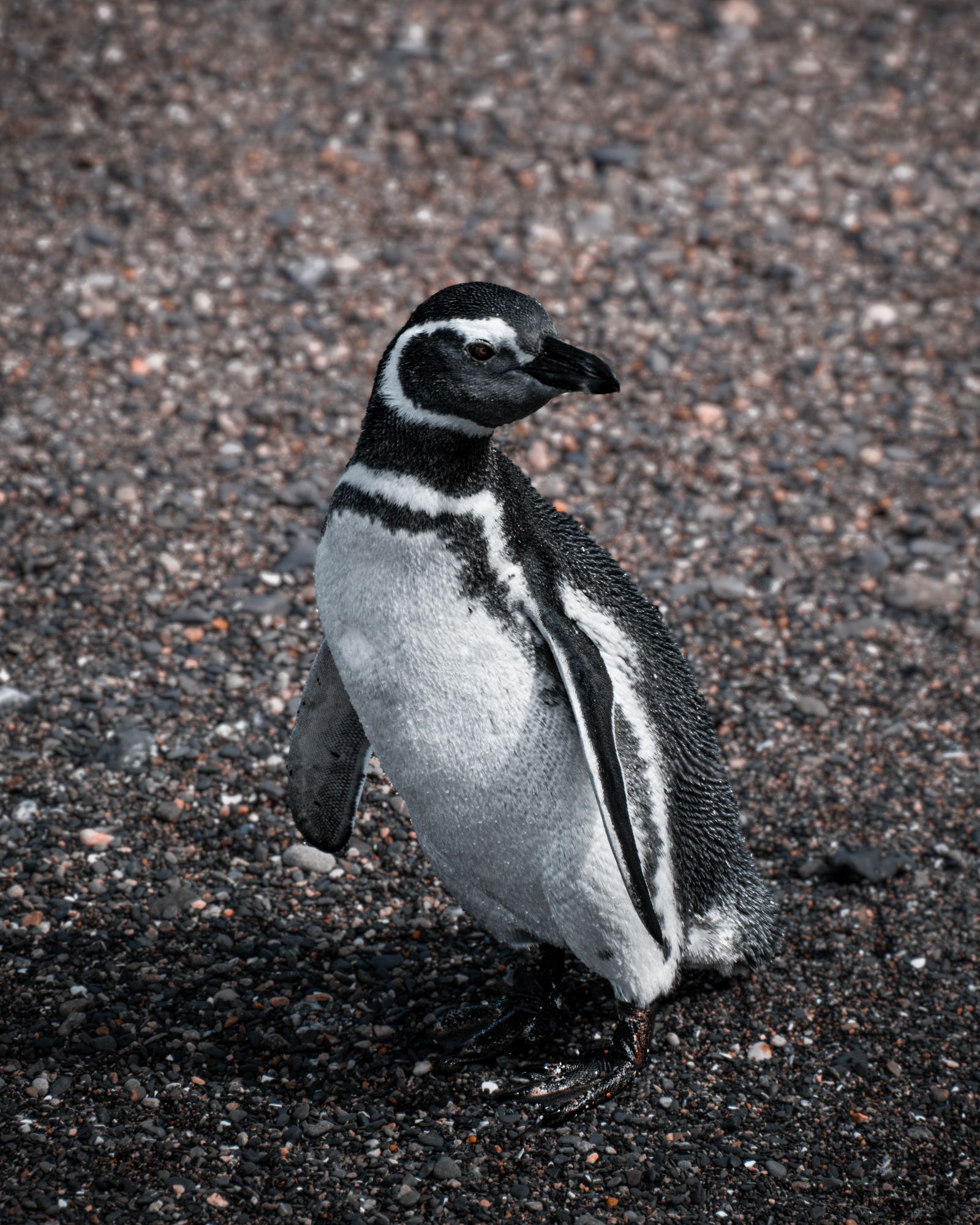 Cute Penguin Photos, Download The BEST Free Cute Penguin Stock Photos ...
