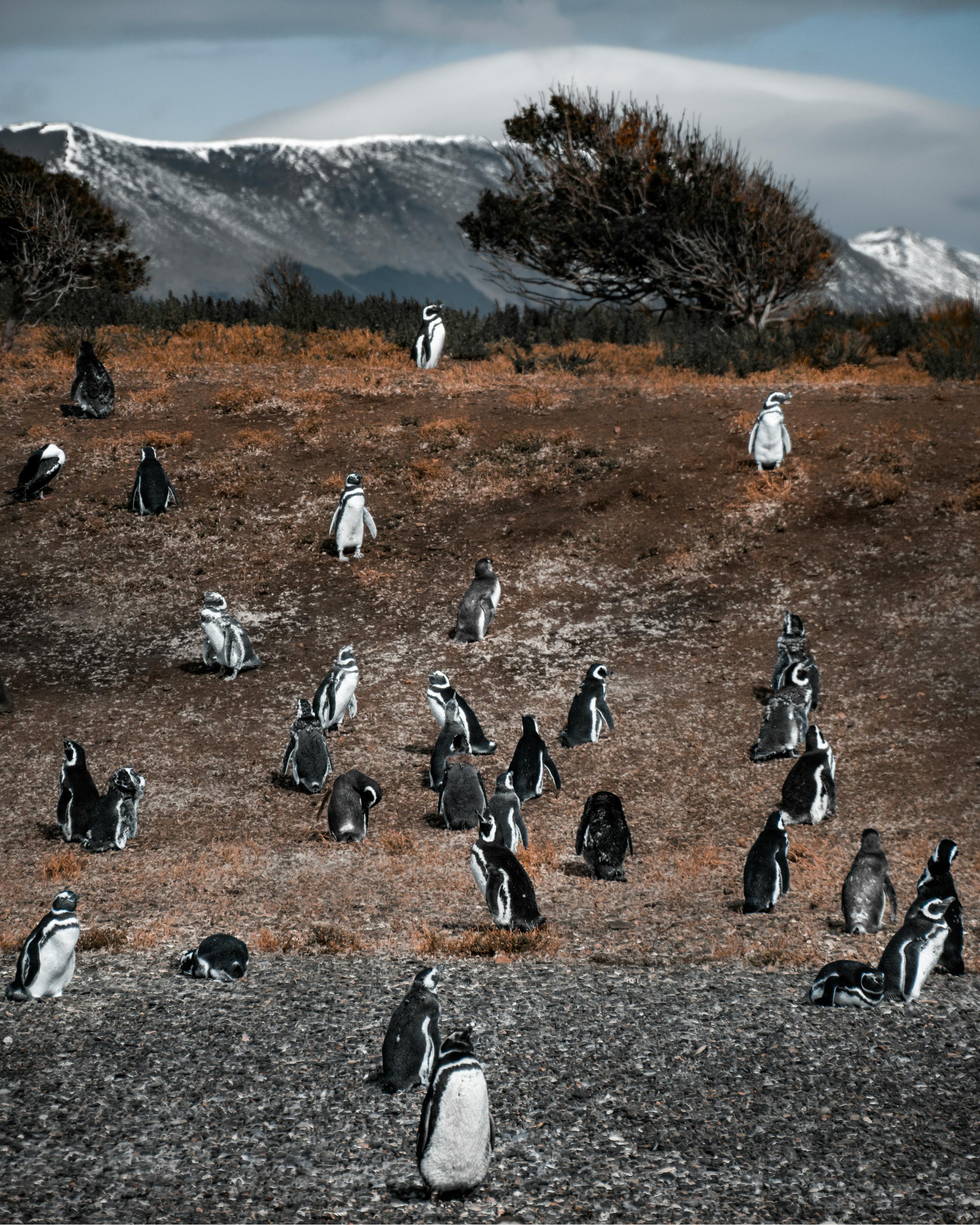 Austral Spring Photos, Download The BEST Free Austral Spring Stock ...