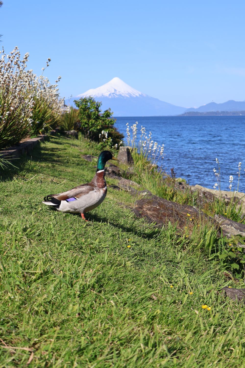 Pato Con Volcán Osorno · Foto de stock gratuita