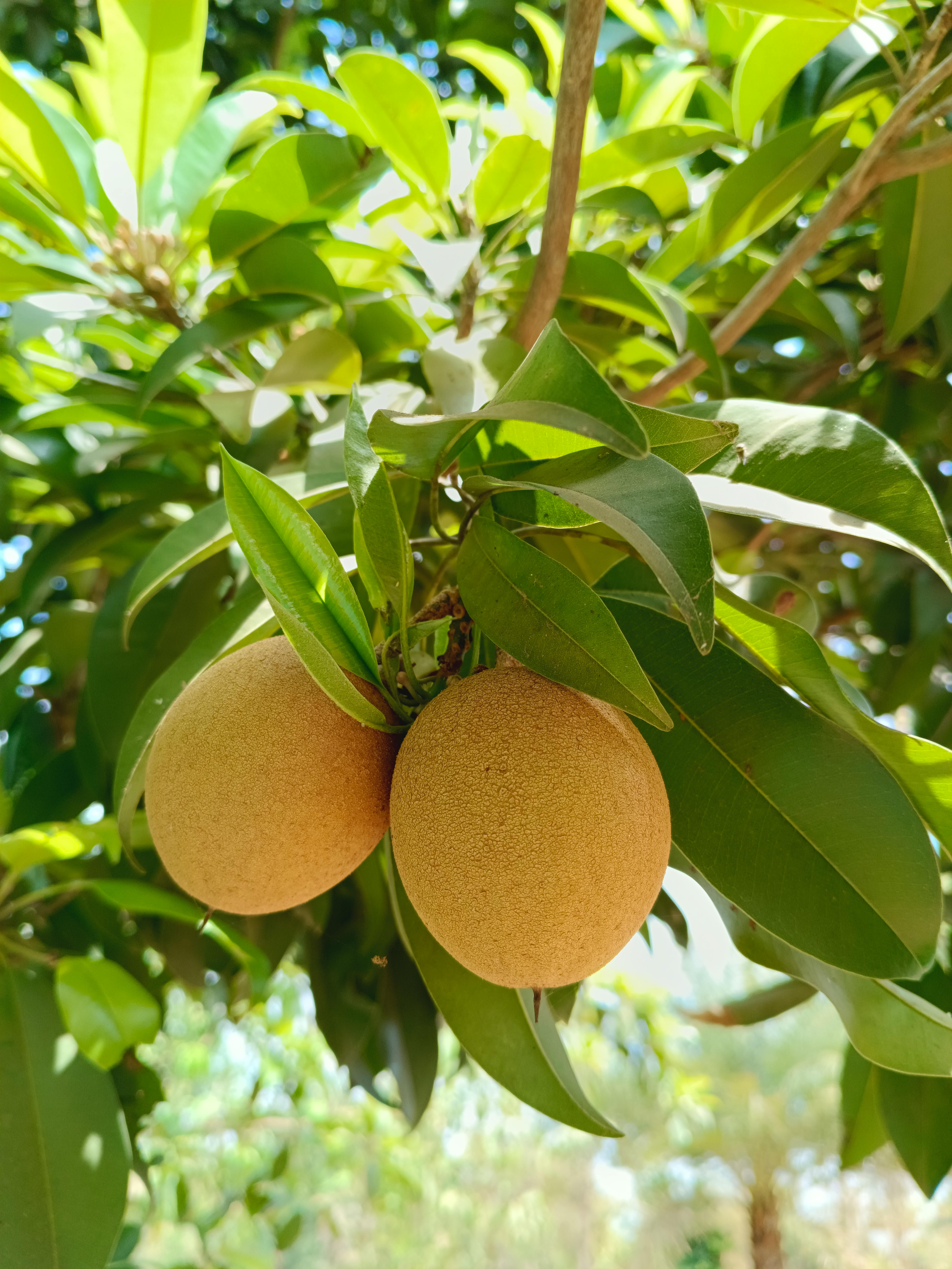 Close-up of ripe chickoo fruit, showcasing its texture and color in ...