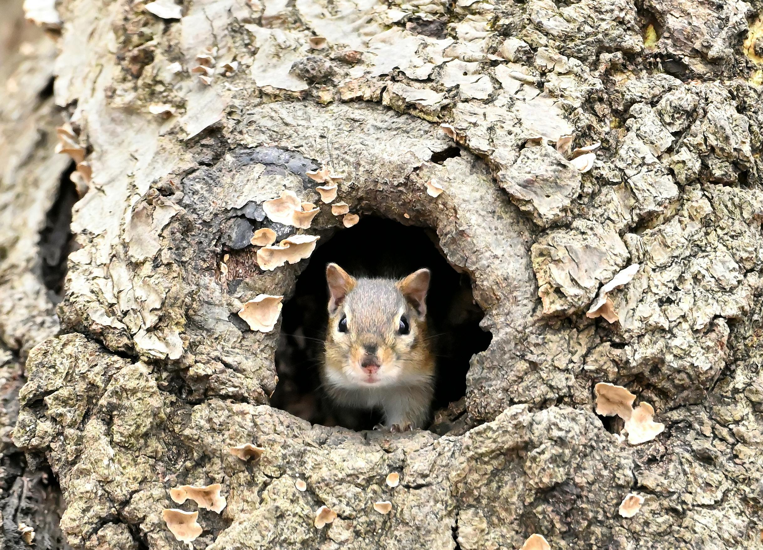 Squirrel in a Hole of a Tree · Free Stock Photo