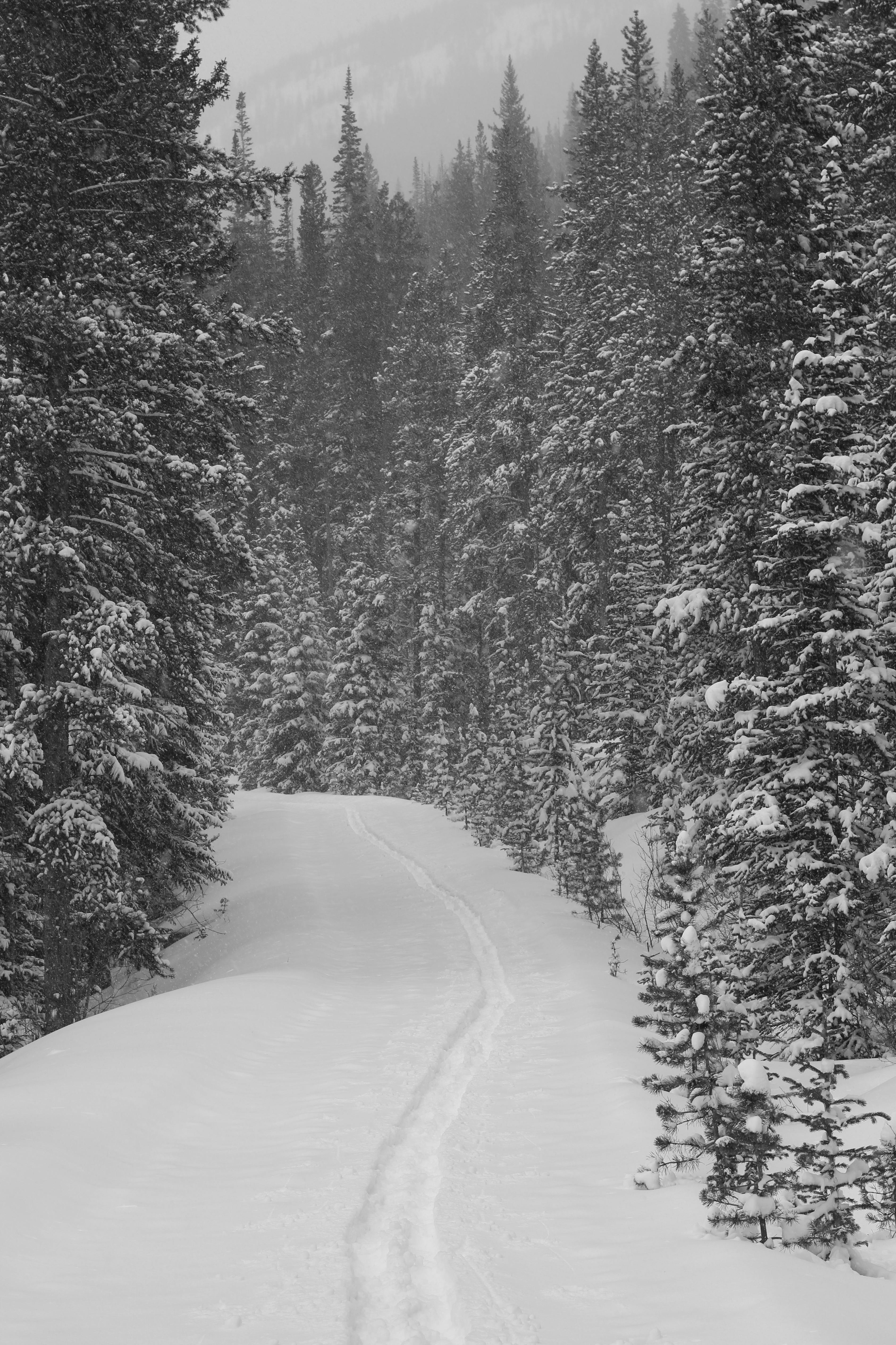 Path in a Coniferous Forest Covered with Snow · Free Stock Photo