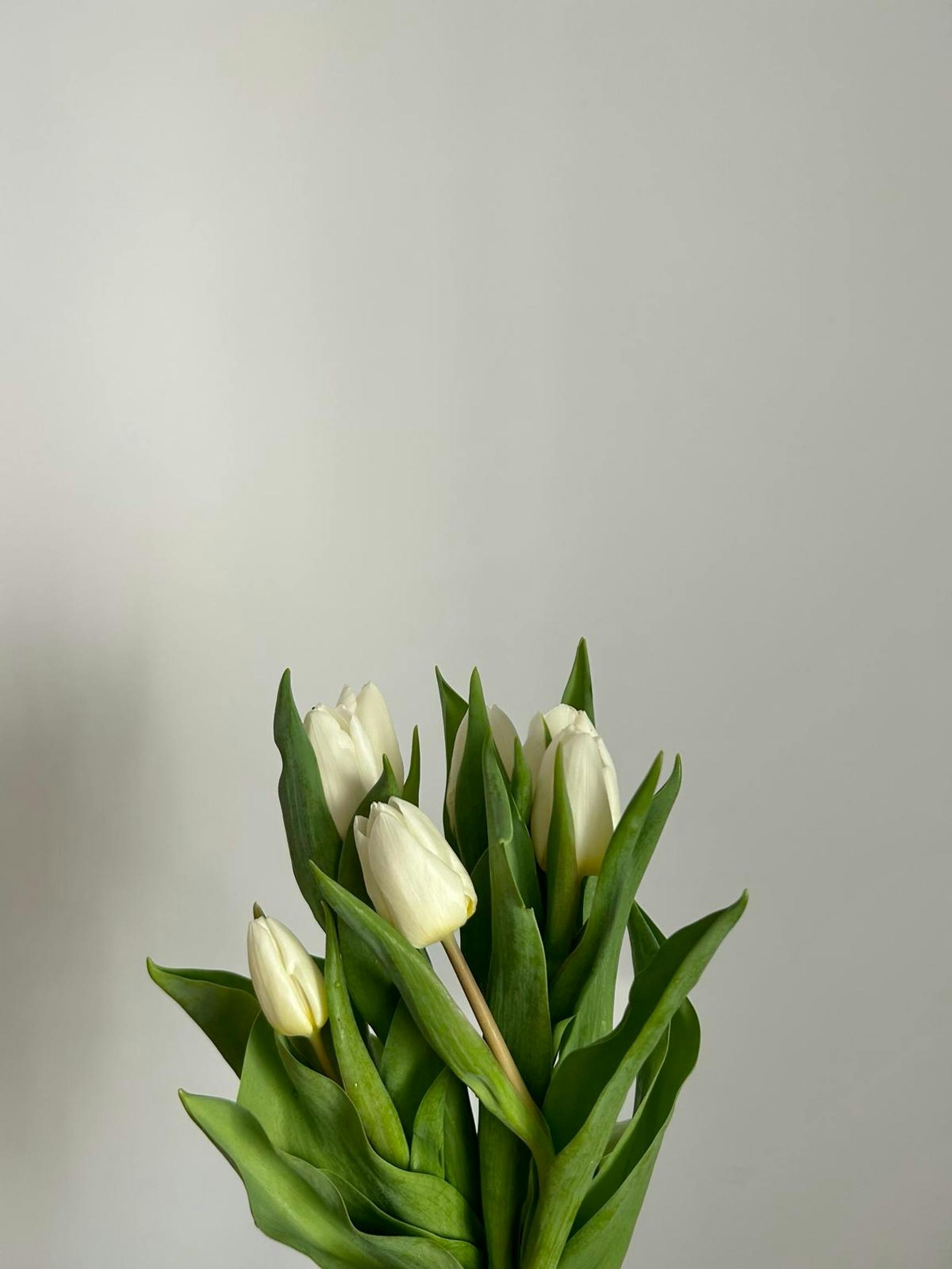 Photo gratuite de arrangement de tulipes, arrangement floral, art ...