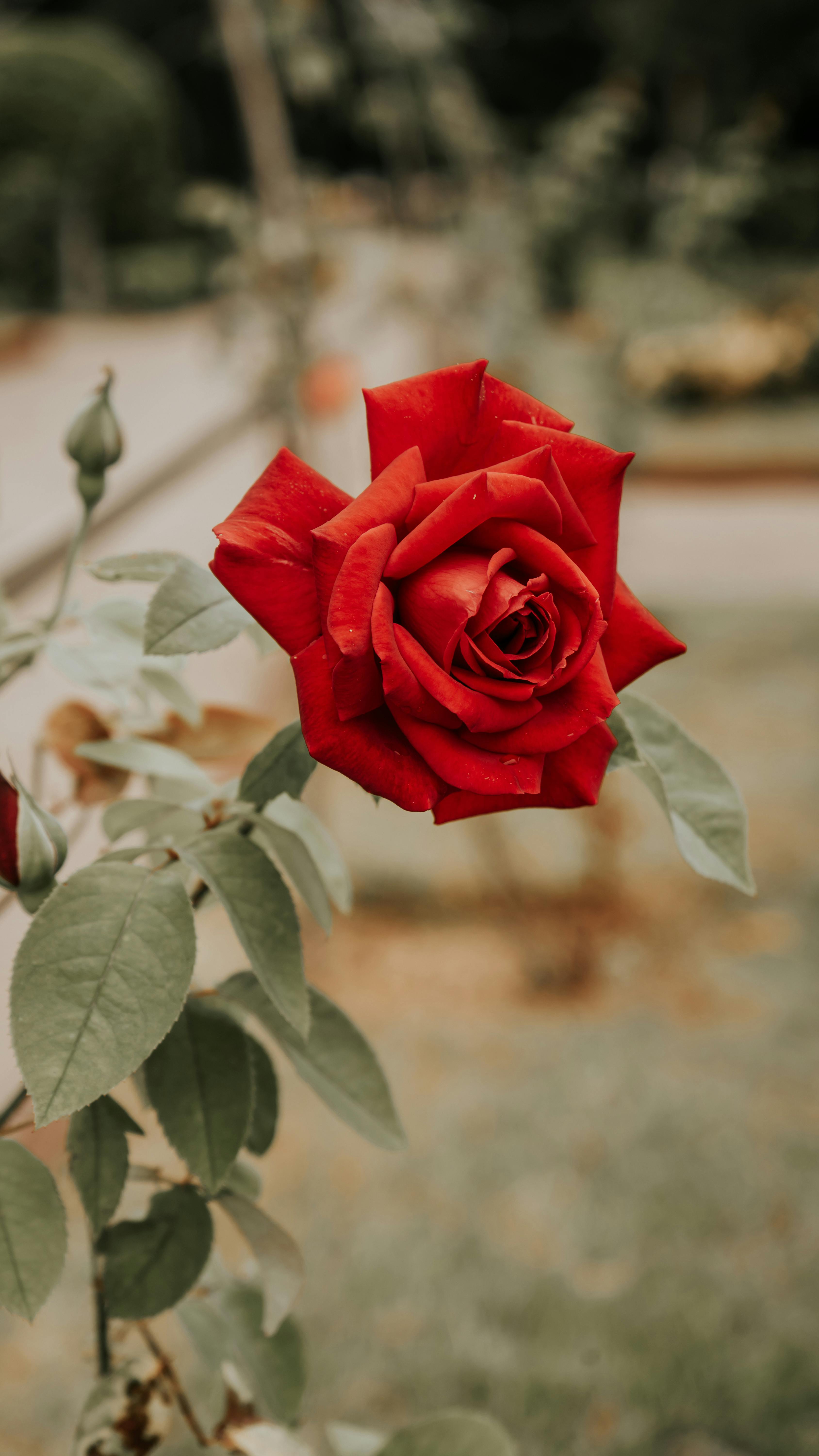 4k Rose Photos, Download The BEST Free 4k Rose Stock Photos & HD Images