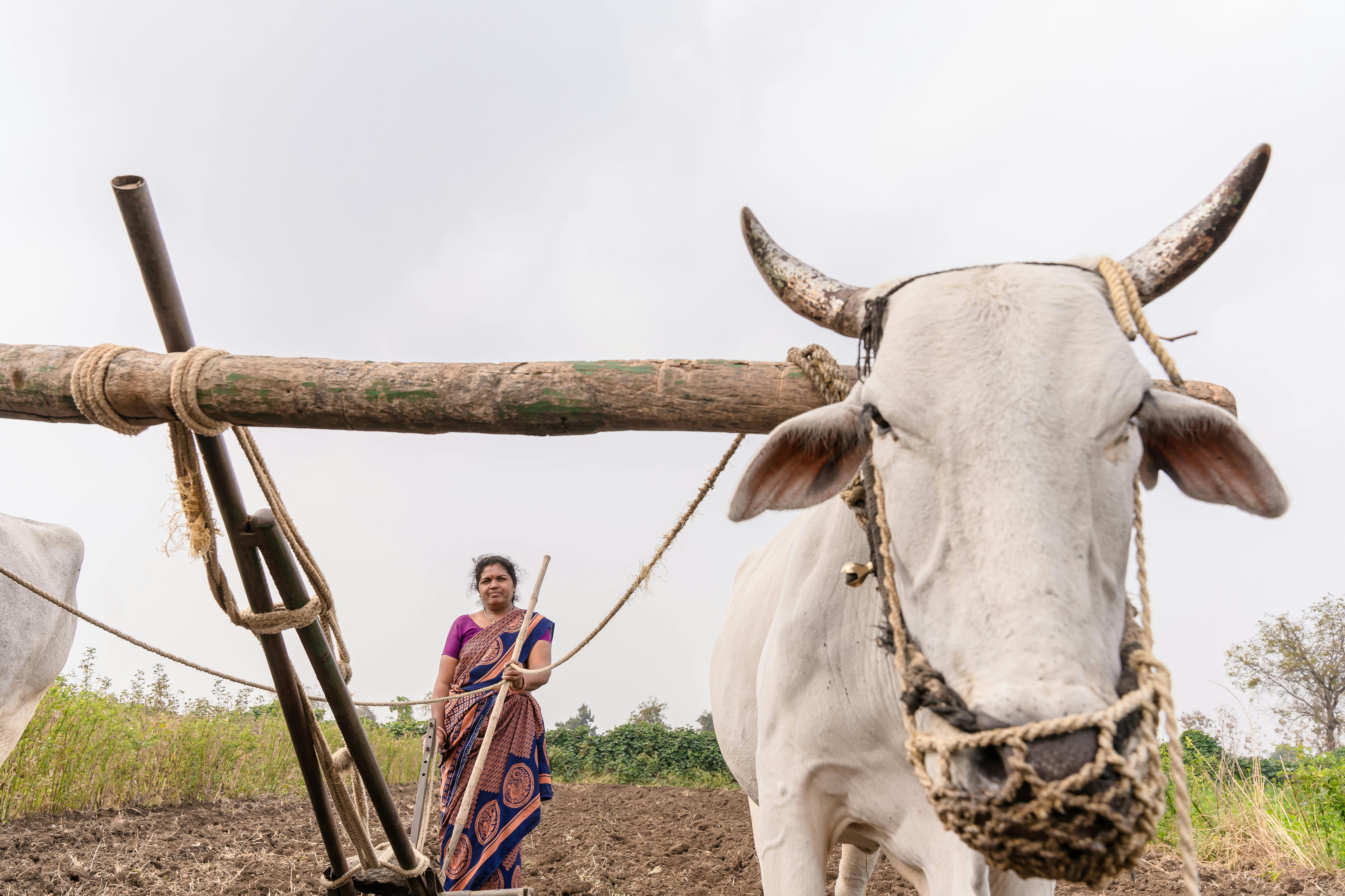 Woman Plowing Field in a Traditional Way with Oxen · Free Stock Photo