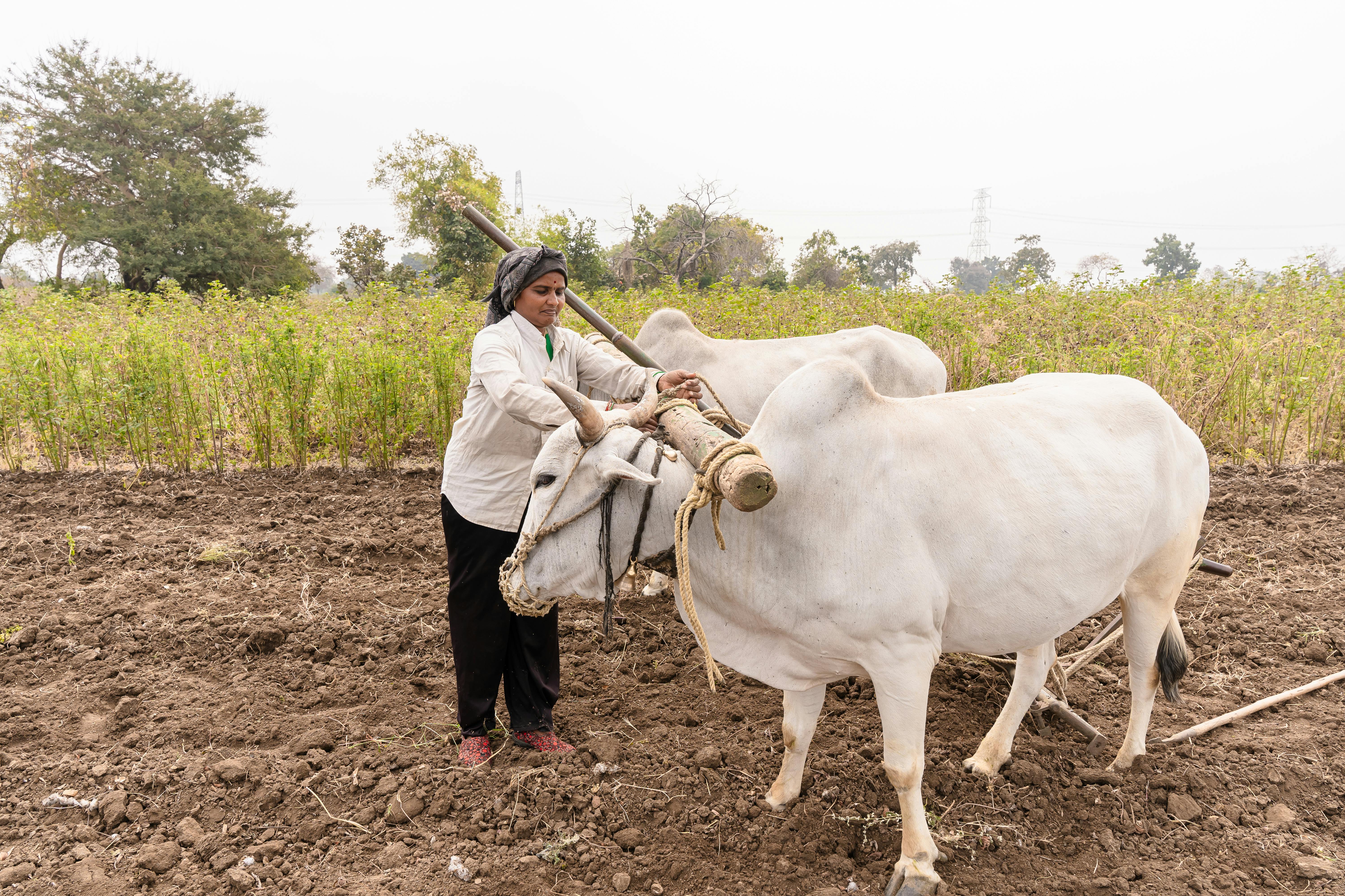 Farmer Harnessing Oxen to a Plow · Free Stock Photo