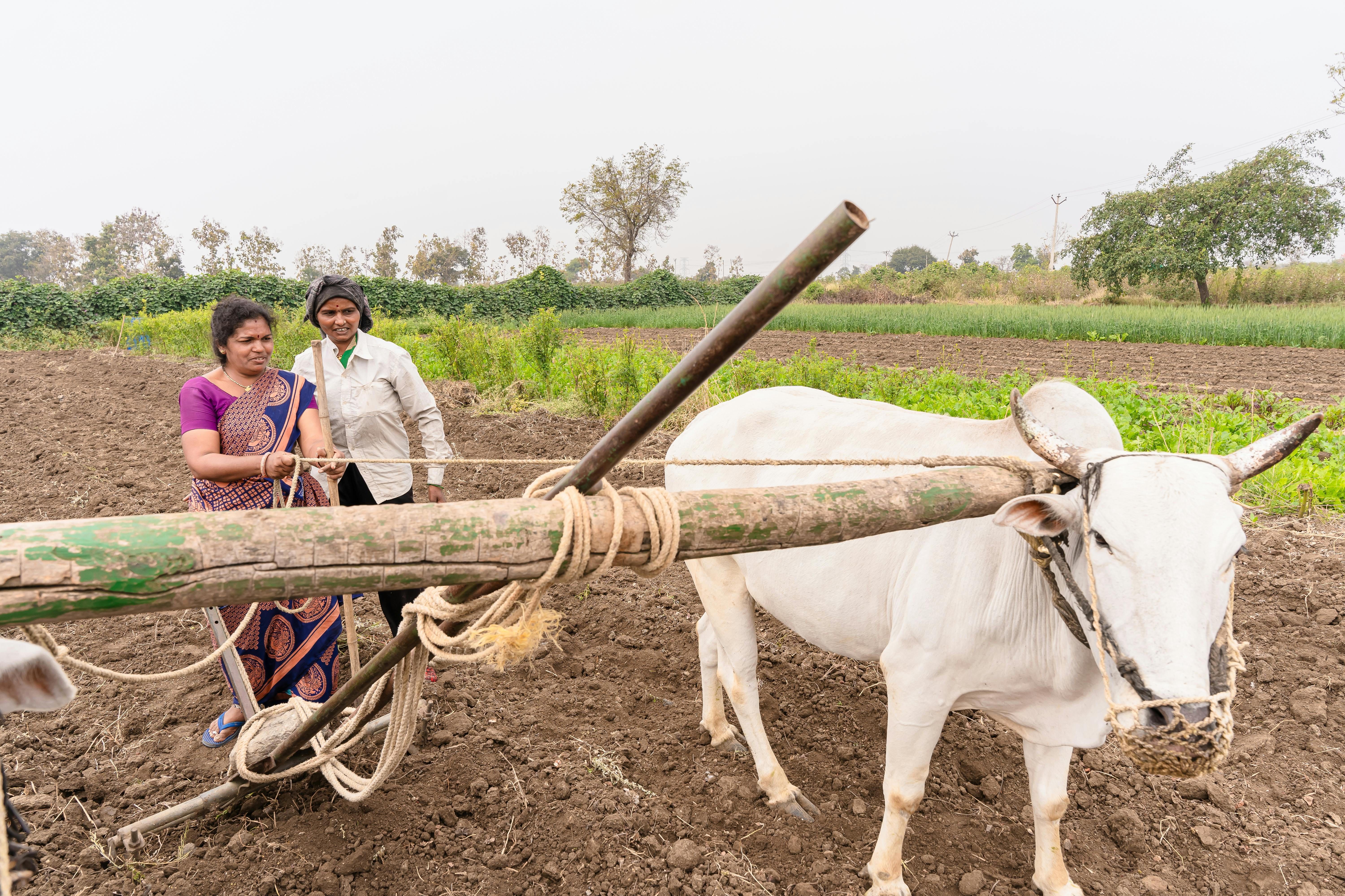 Farmers Working with Oxen Pulling a Plow · Free Stock Photo
