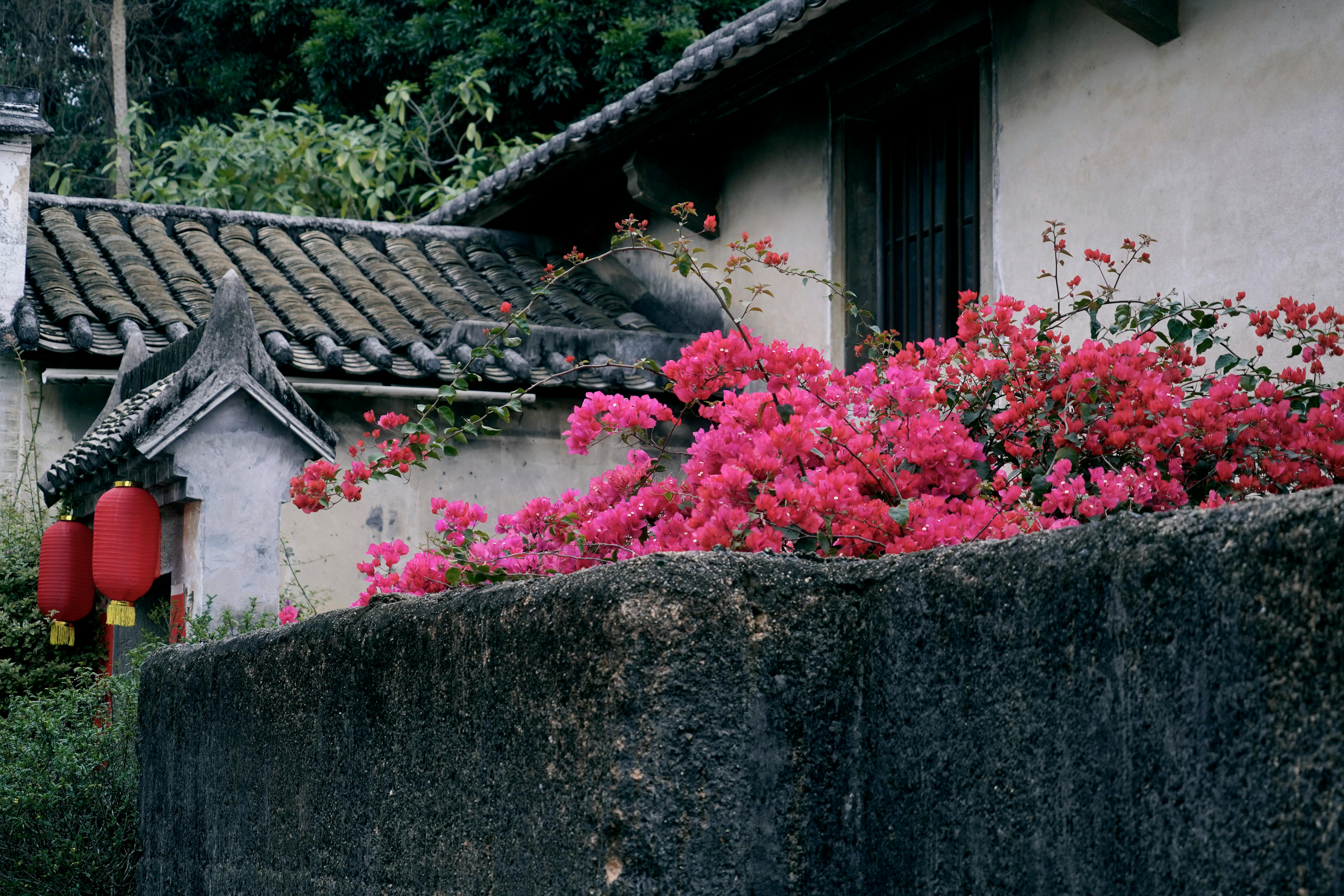 Shrub with Pink Flowers Growing by House · Free Stock Photo