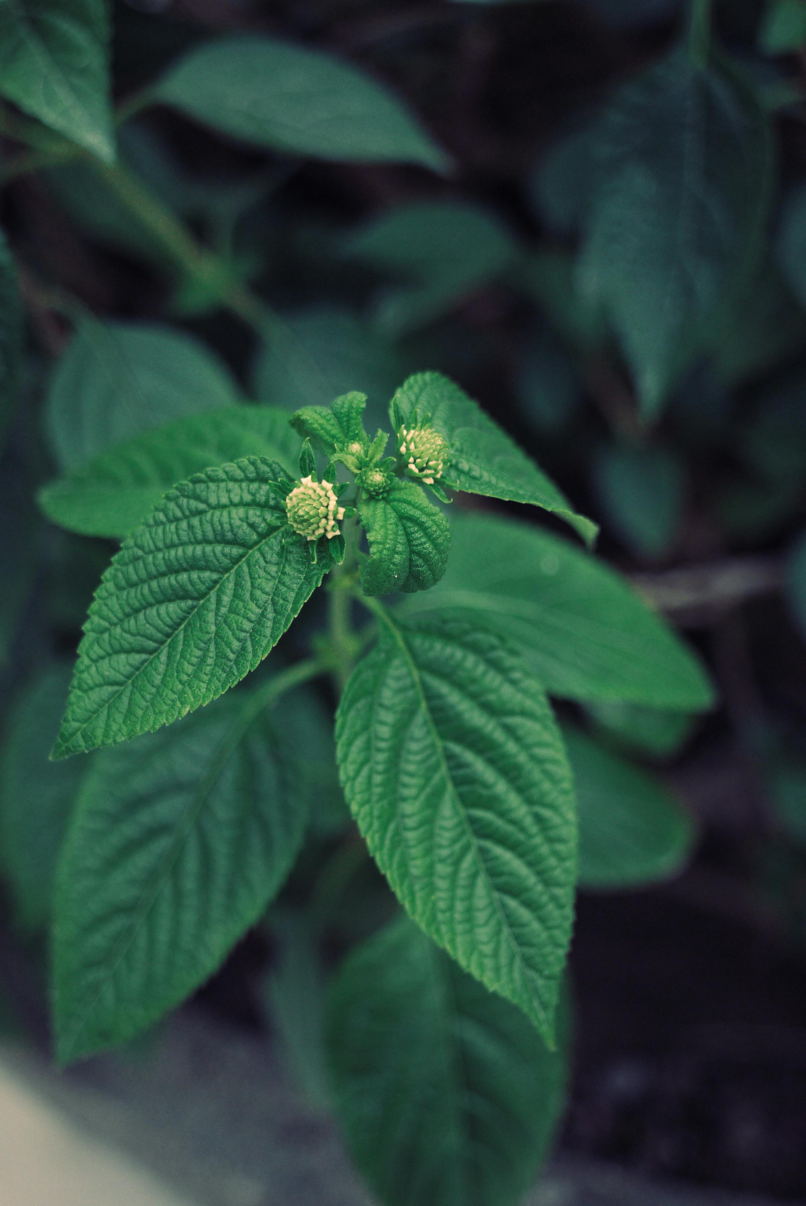 Close-up of Green Serrated Leaves of West Indian Lantana · Free Stock Photo
