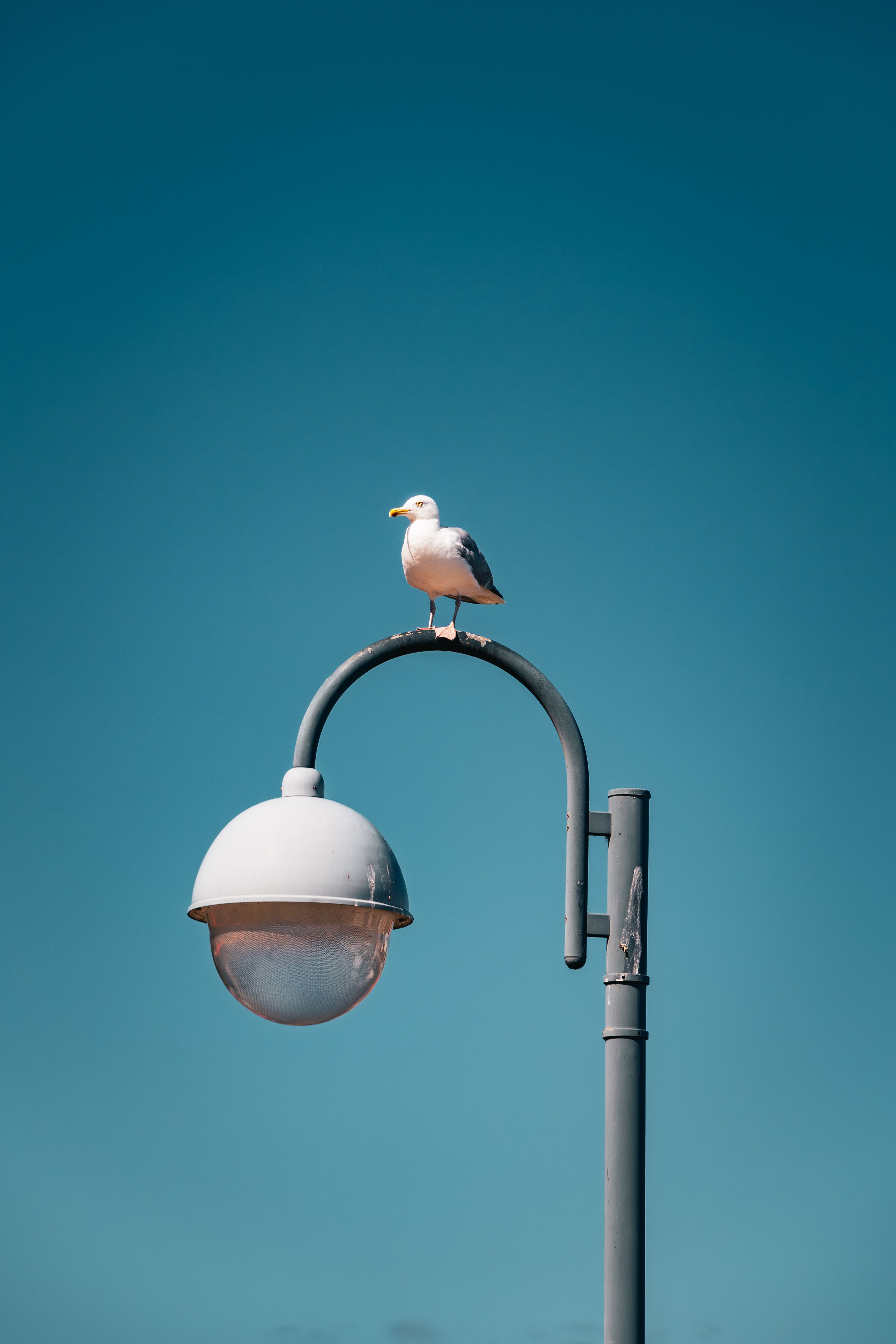 Photo of White Seagull Perched on Lamp Post · Free Stock Photo