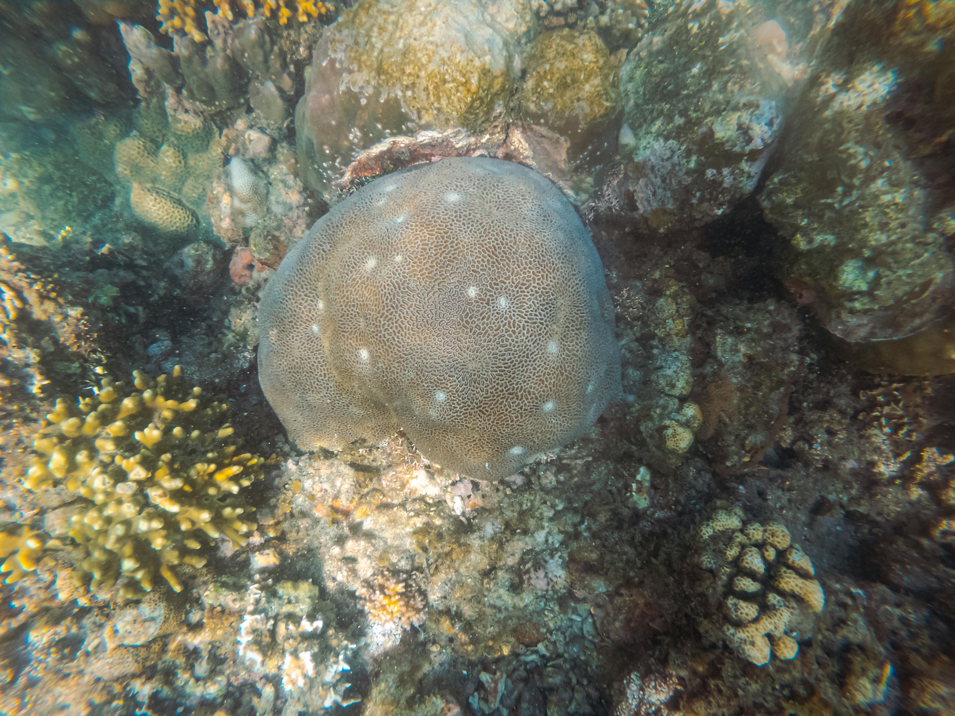 Corals on Rocks Under the Sea · Free Stock Photo