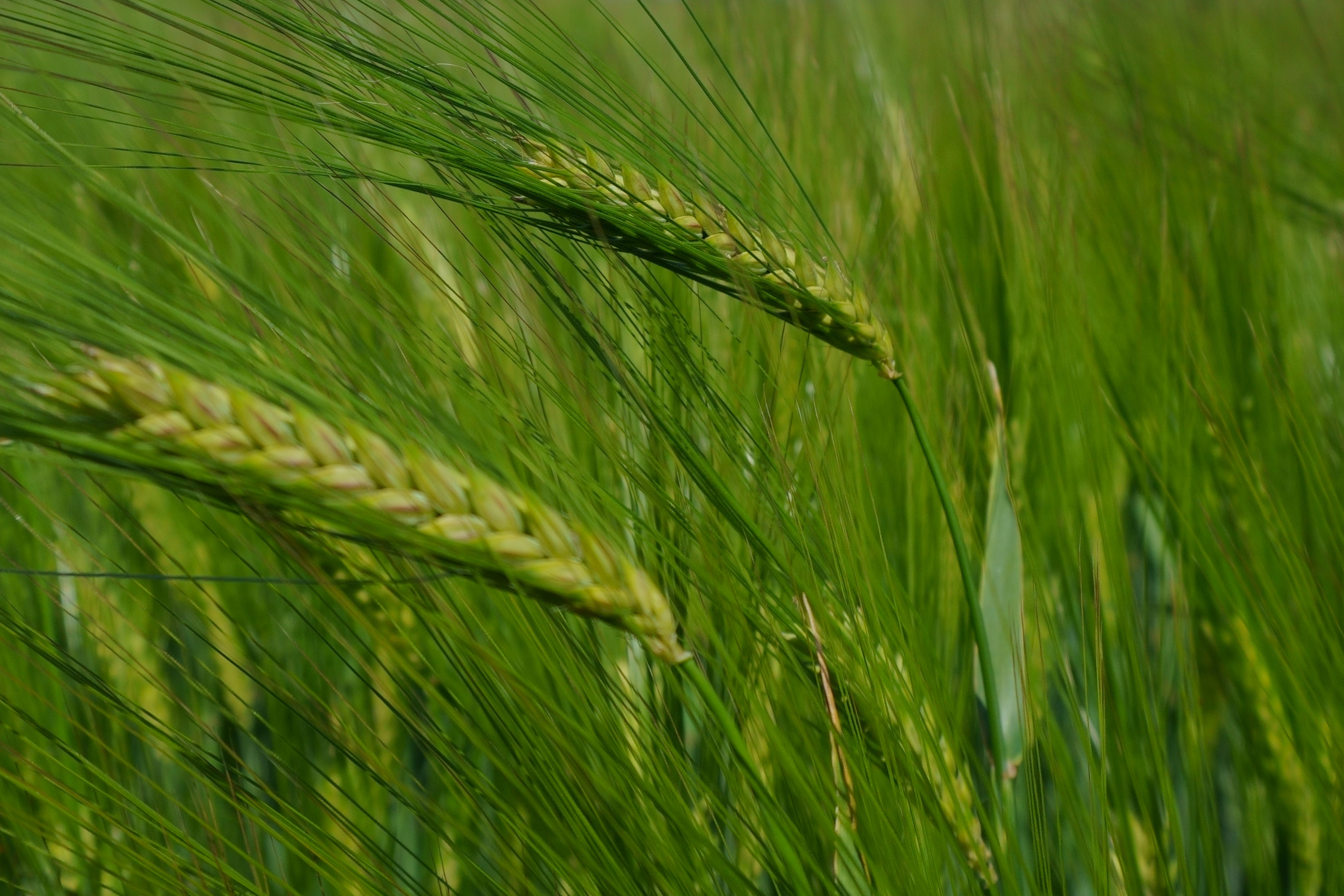 Close-up of Green Barley on a Field · Free Stock Photo
