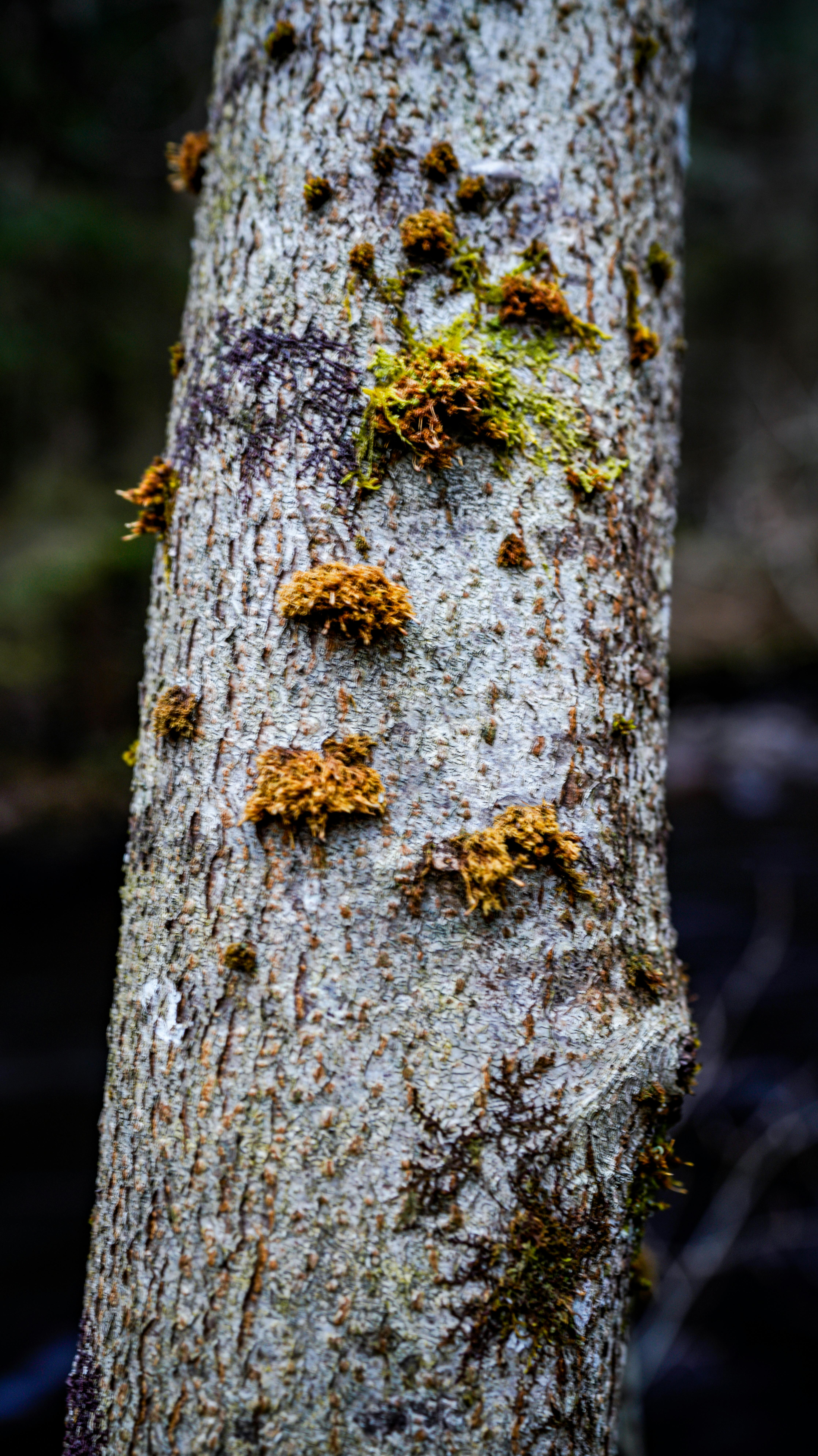 Foto de stock gratuita sobre al aire libre, árbol, biodiversidad ...
