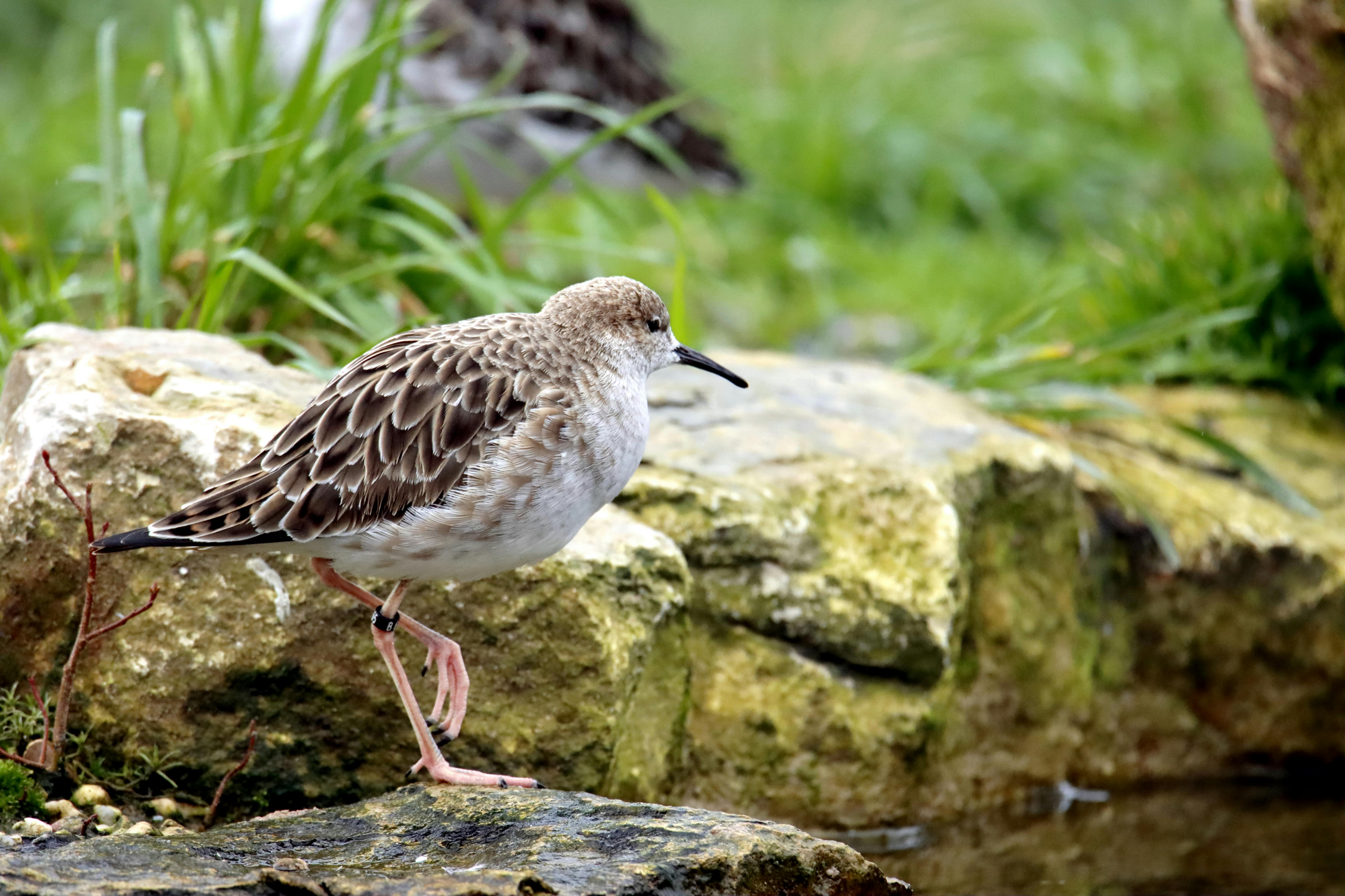 Ruff Bird on Rock by Water · Free Stock Photo