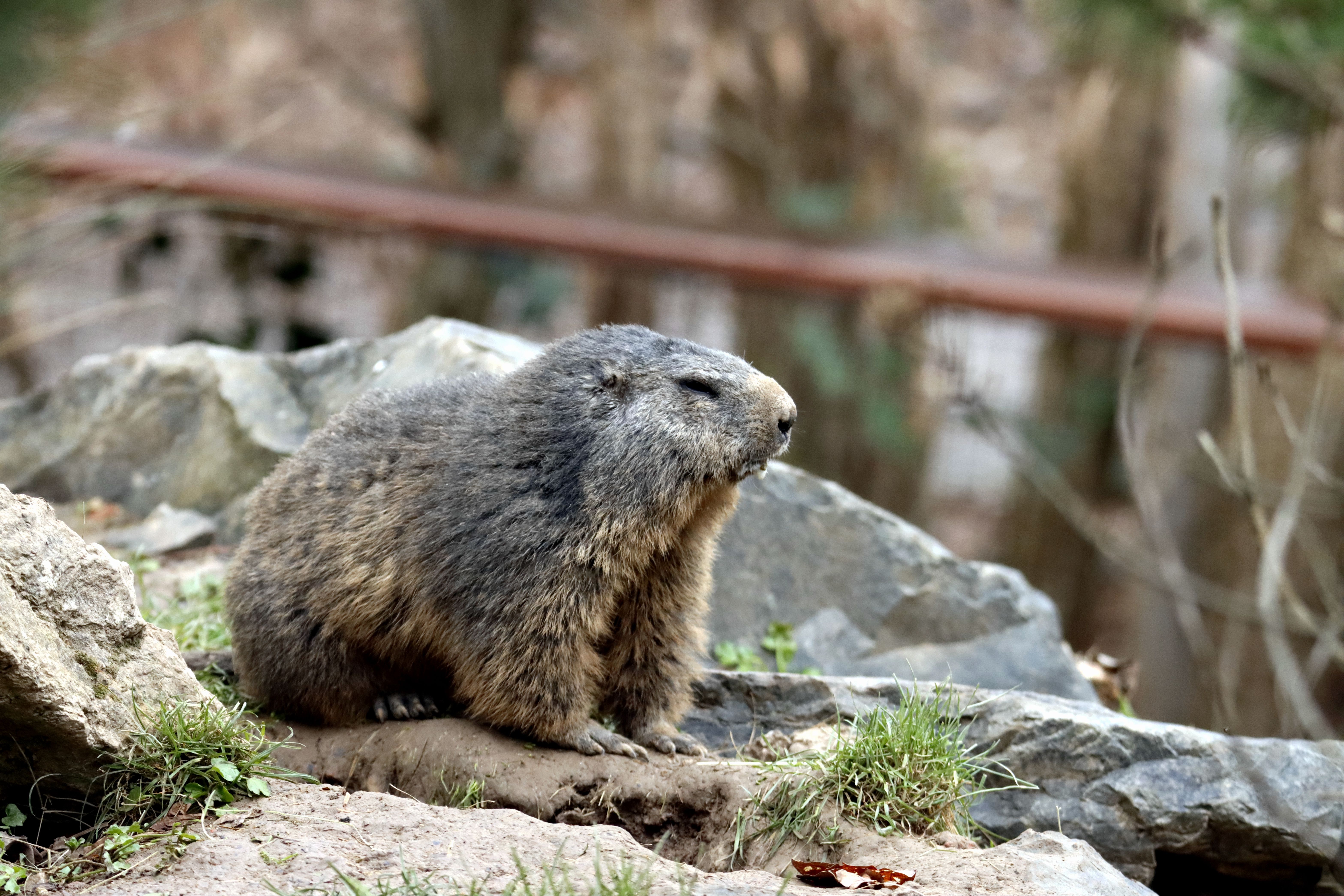 Close-up of a Groundhog Sitting on Rocks · Free Stock Photo