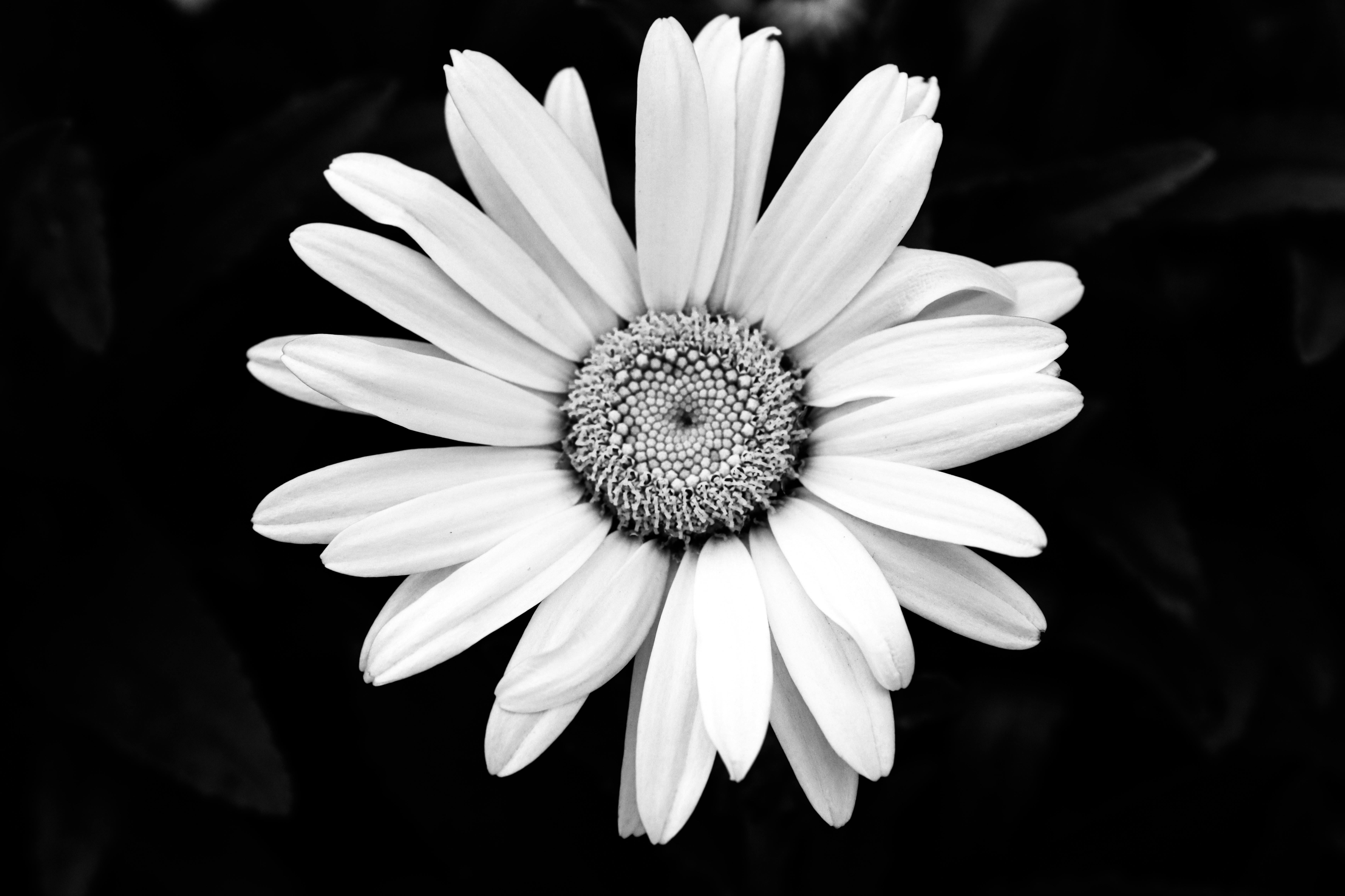 black and white · Free Stock Photo