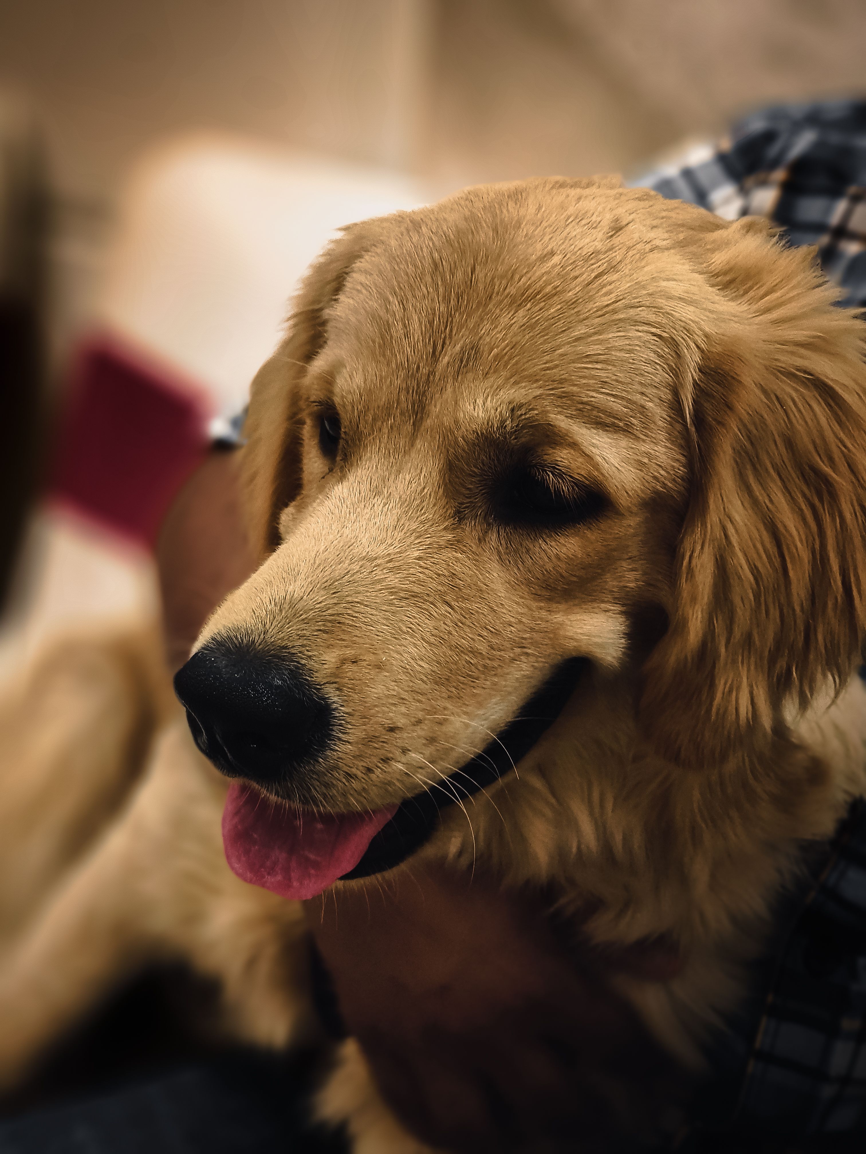 Man Hand over Dog Head · Free Stock Photo