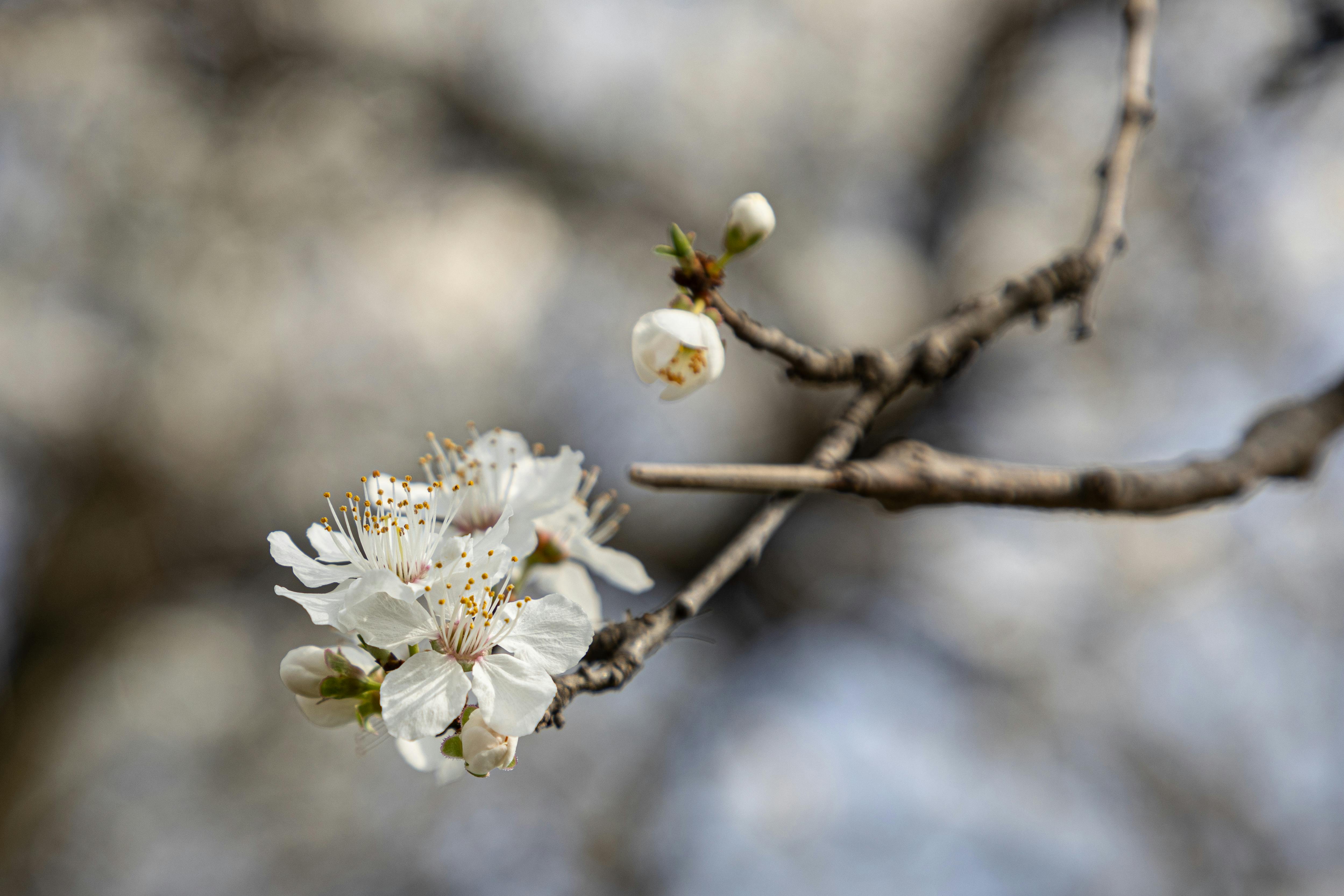 Plum Colour Photos, Download The BEST Free Plum Colour Stock Photos ...