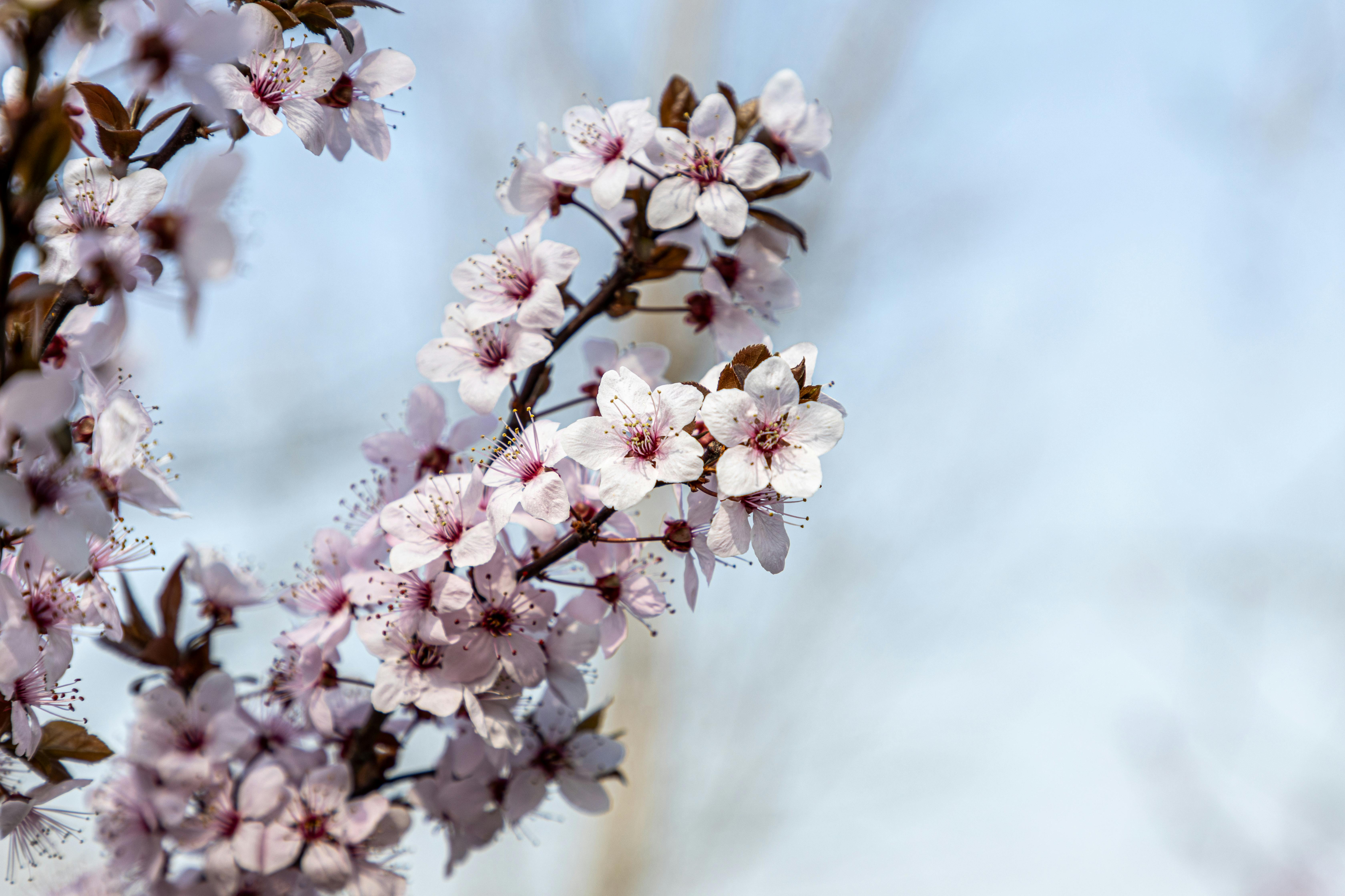 Spring Denmark Nature Photos, Download The BEST Free Spring Denmark ...