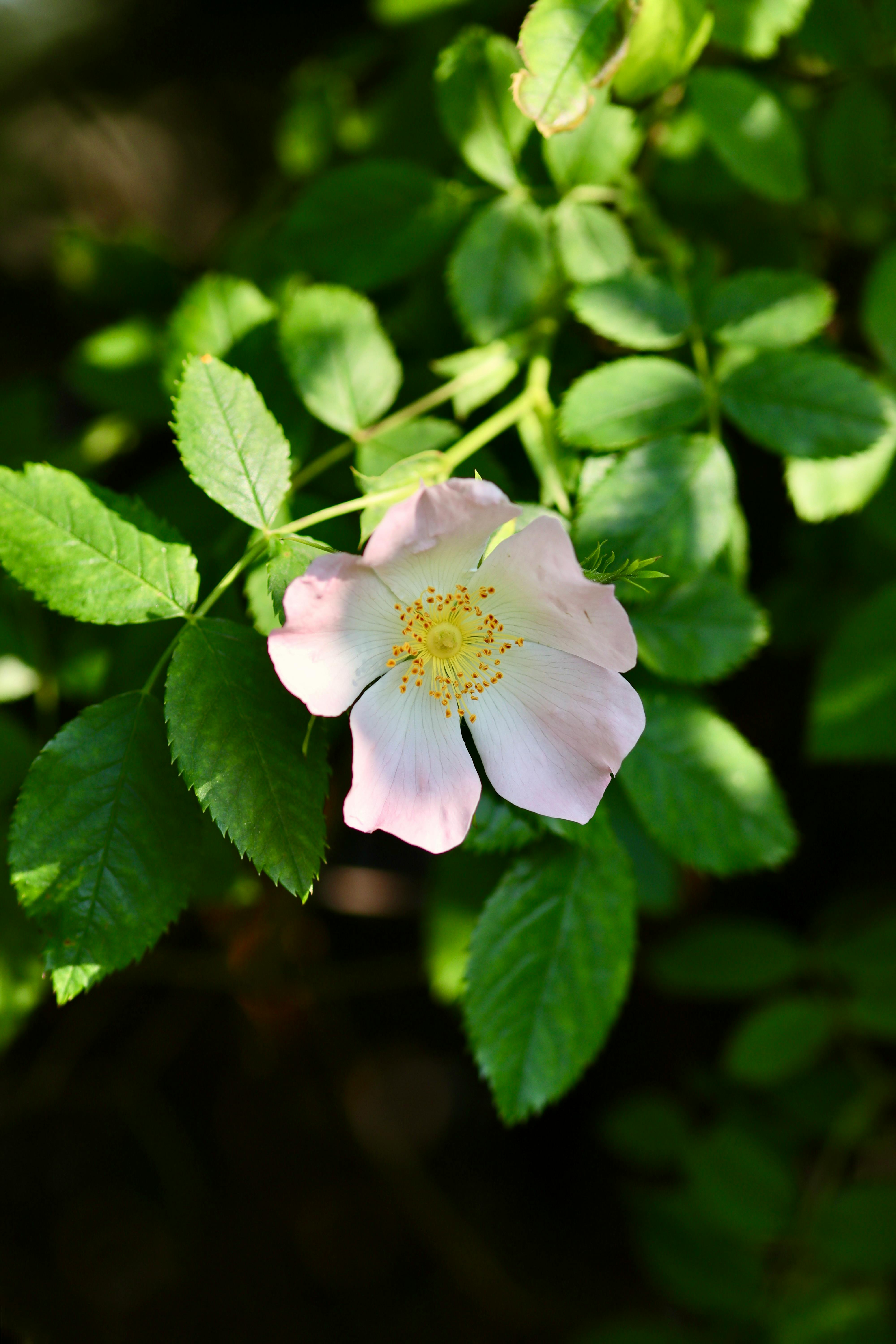 Blooming Dog Rose on a Shrub · Free Stock Photo