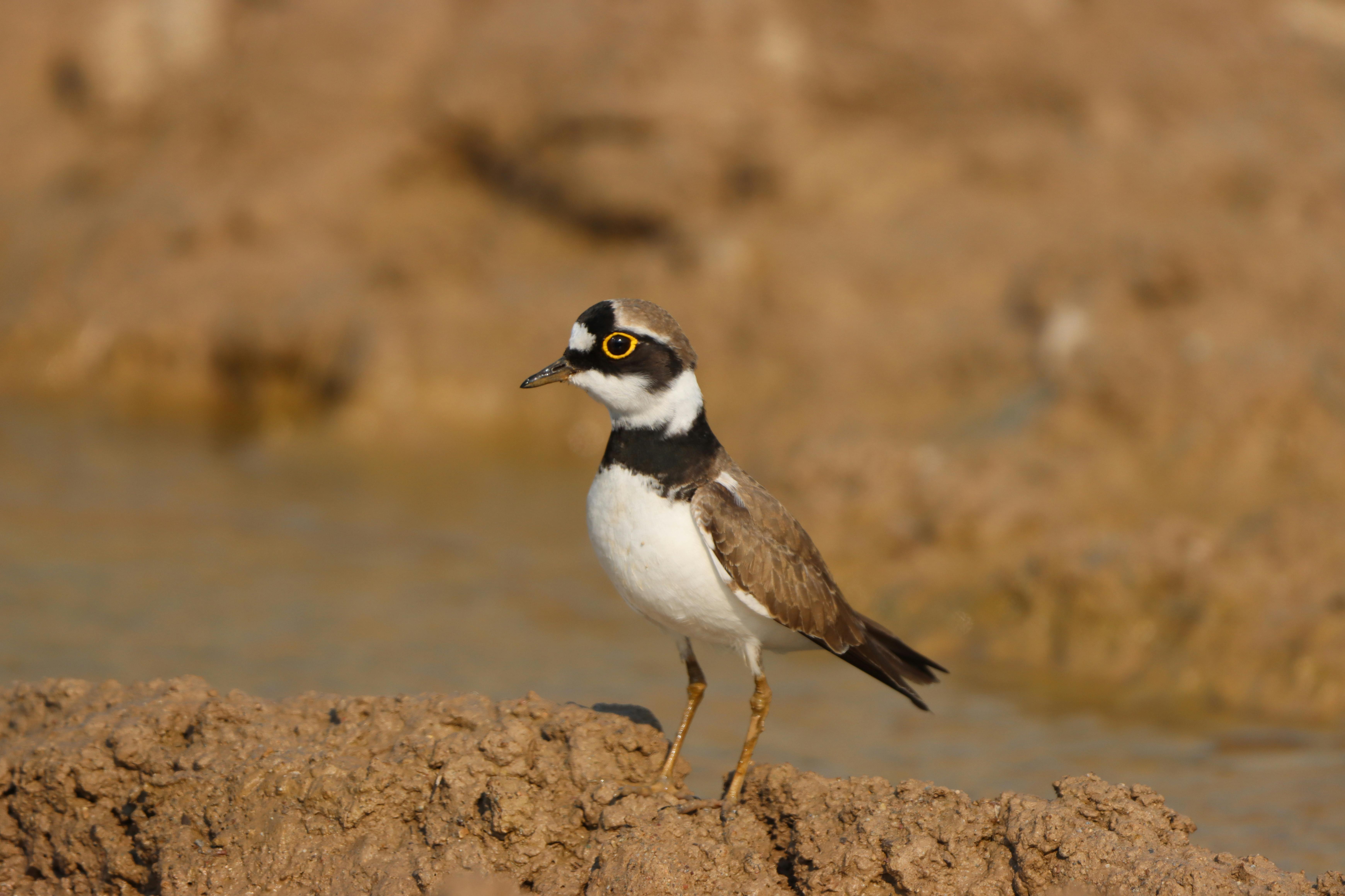 Little Ringed Plover Bird · Free Stock Photo