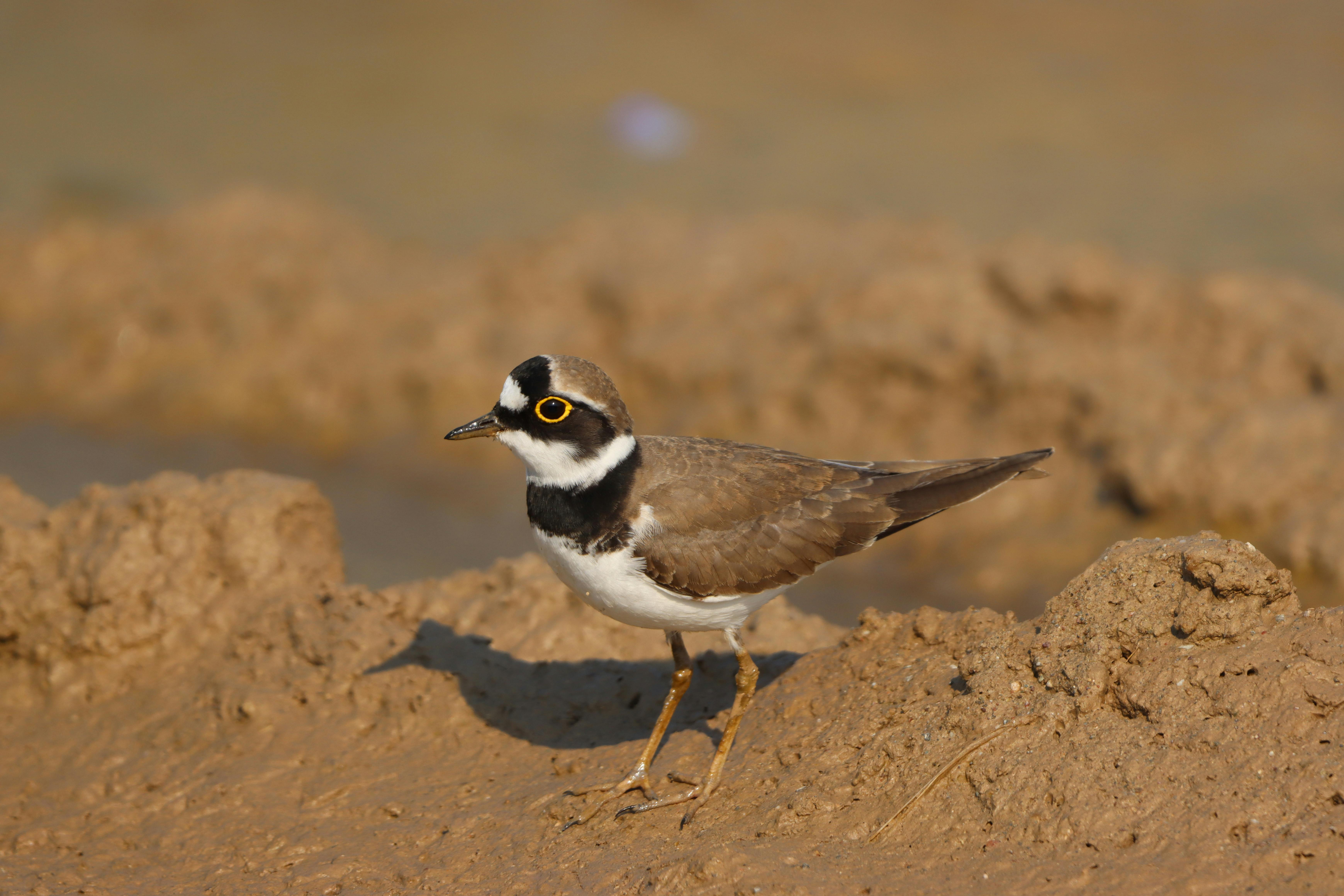 Little Ringed Plover Bird · Free Stock Photo