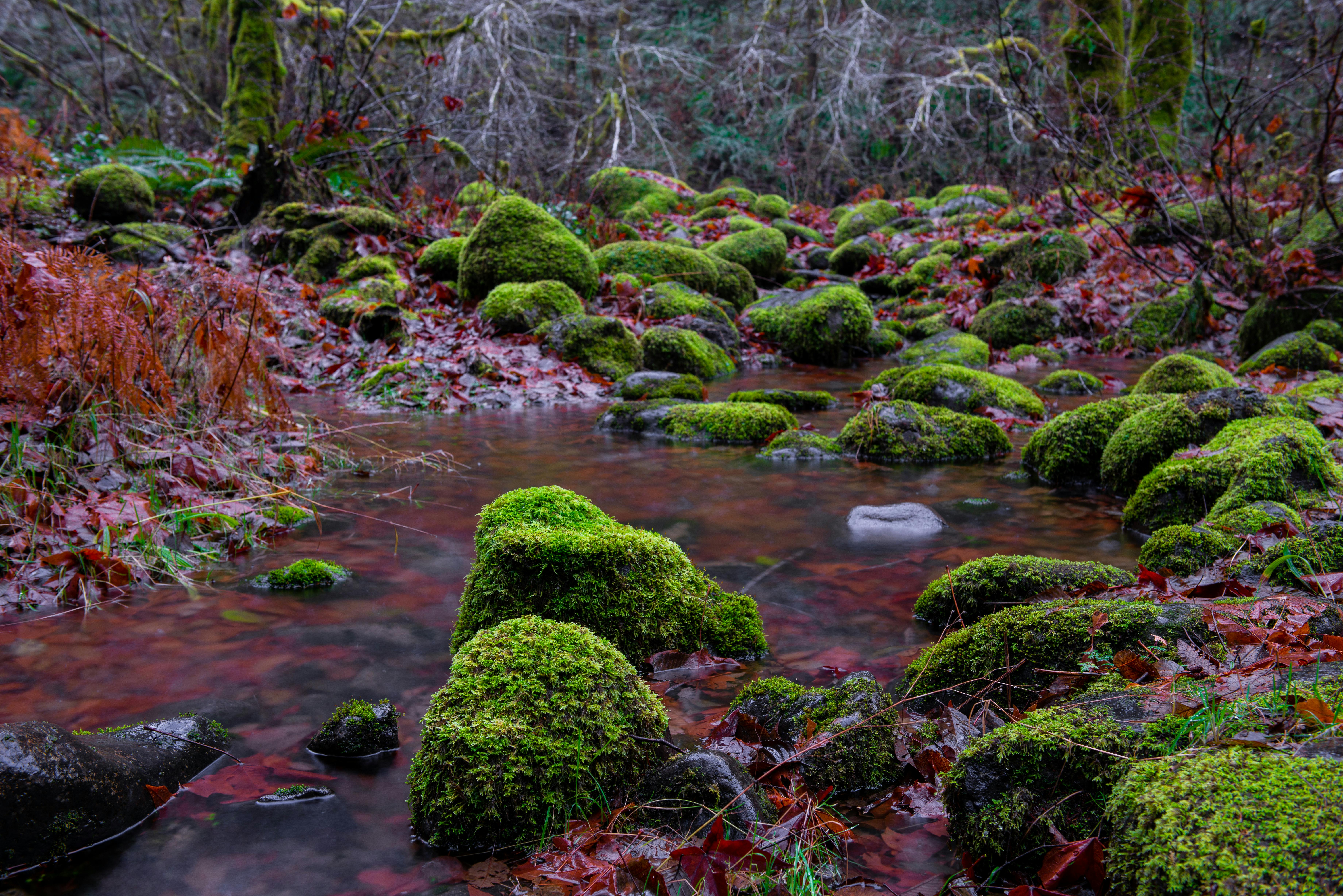 Moss Grown Rocks around a Stream · Free Stock Photo