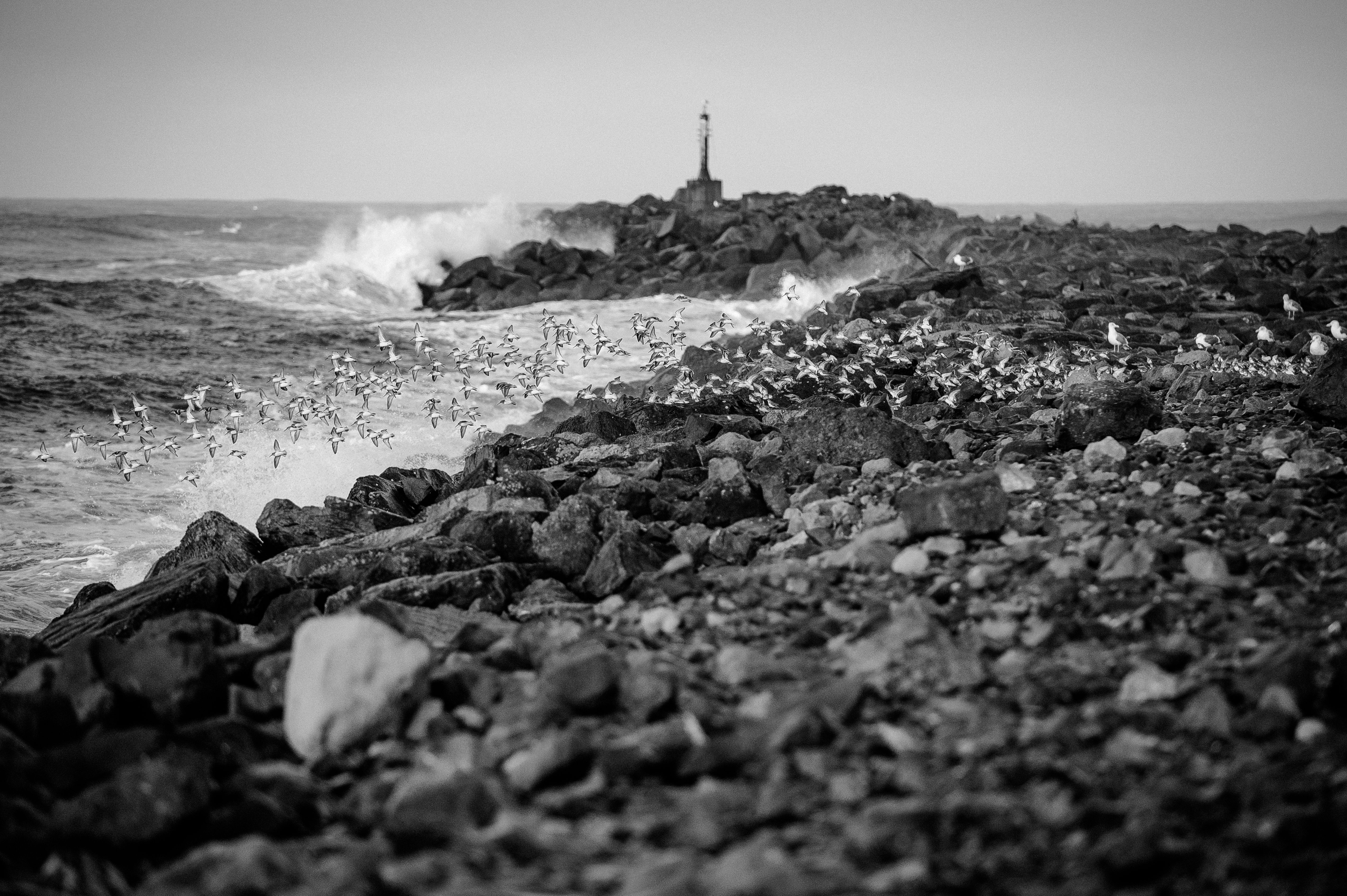 Flock of Seagulls Flying on Sea Shore in Black and White · Free Stock Photo