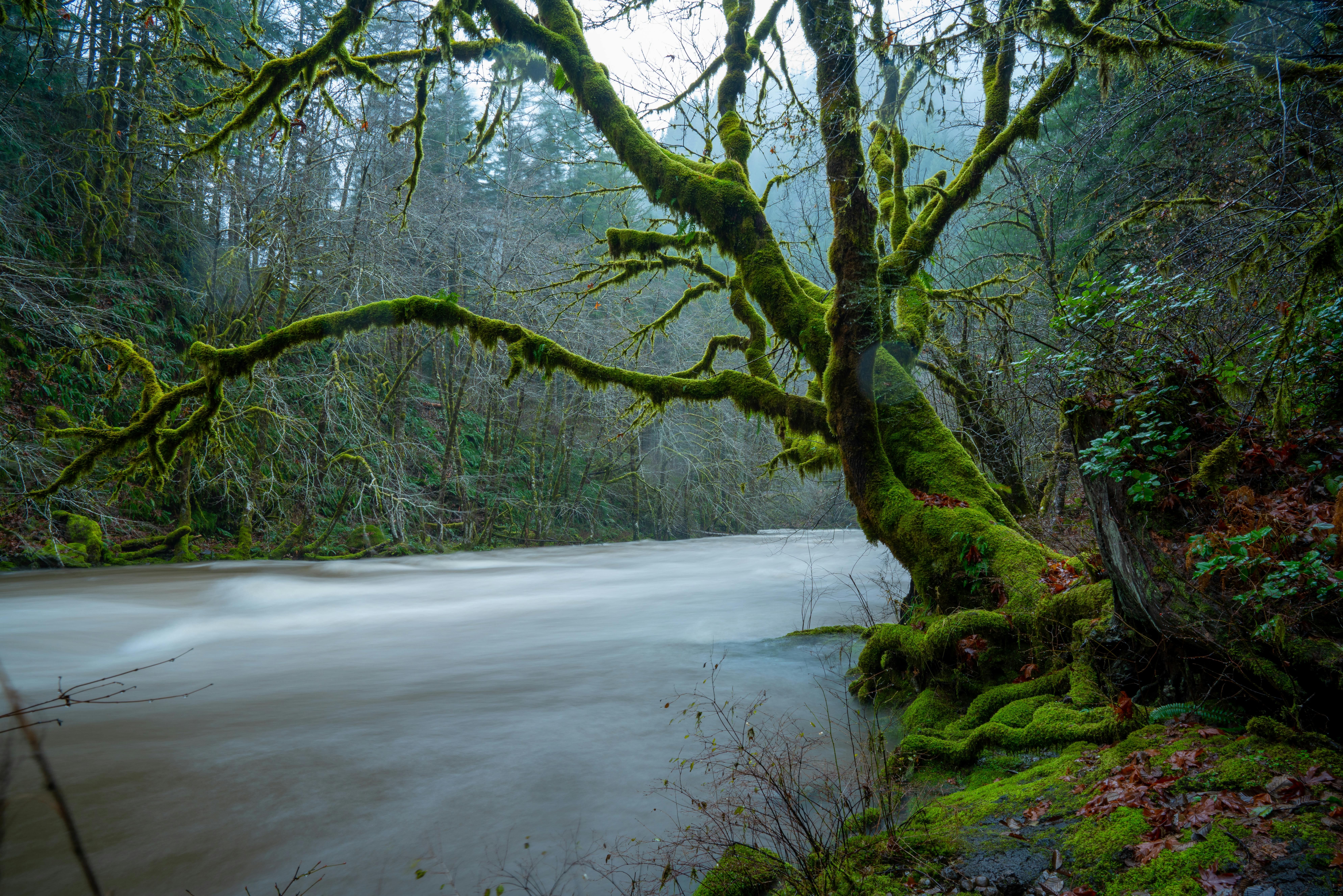Moss on Bare Tree over River · Free Stock Photo