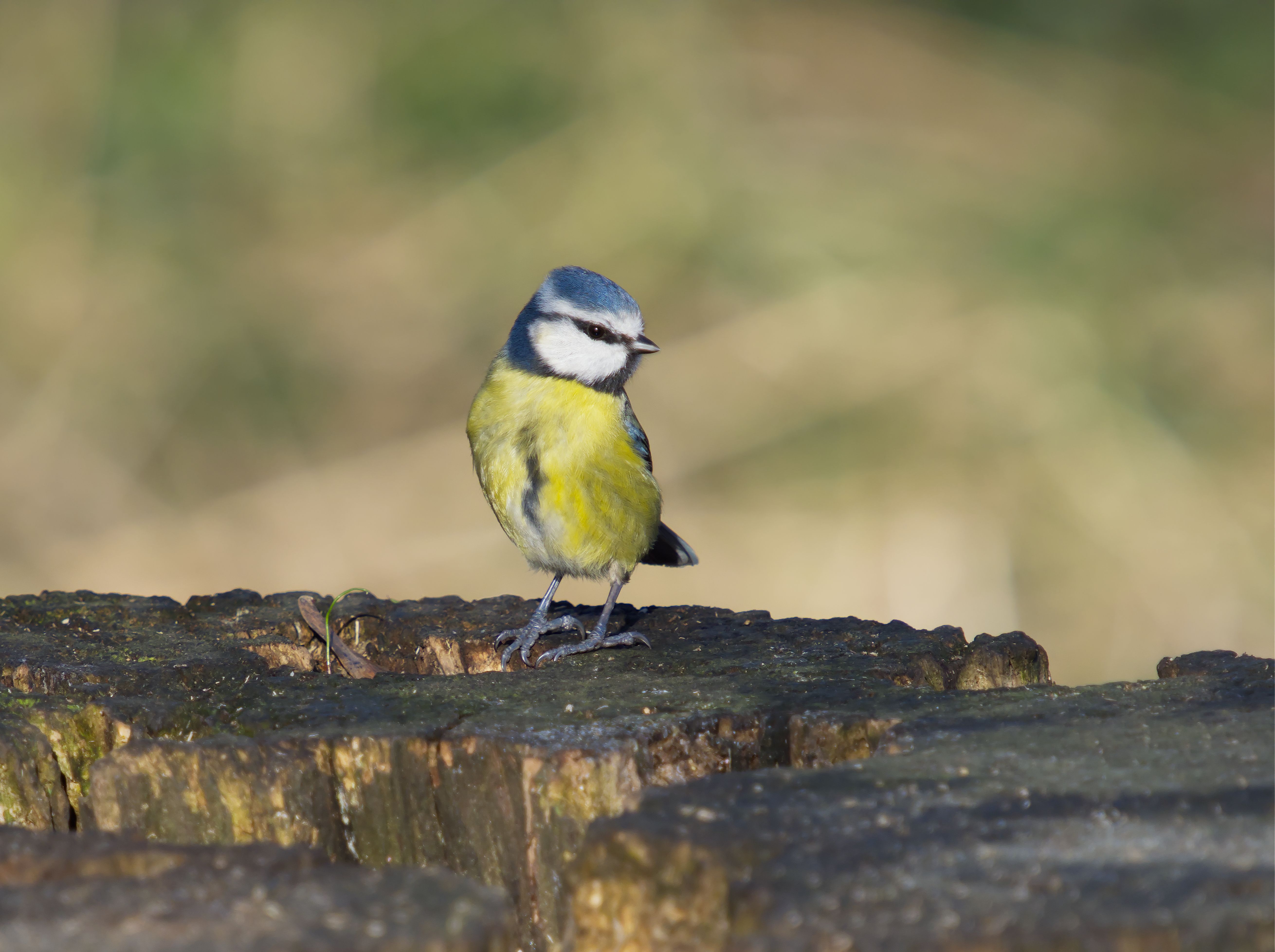 Eurasian Blue Tit Bird · Free Stock Photo