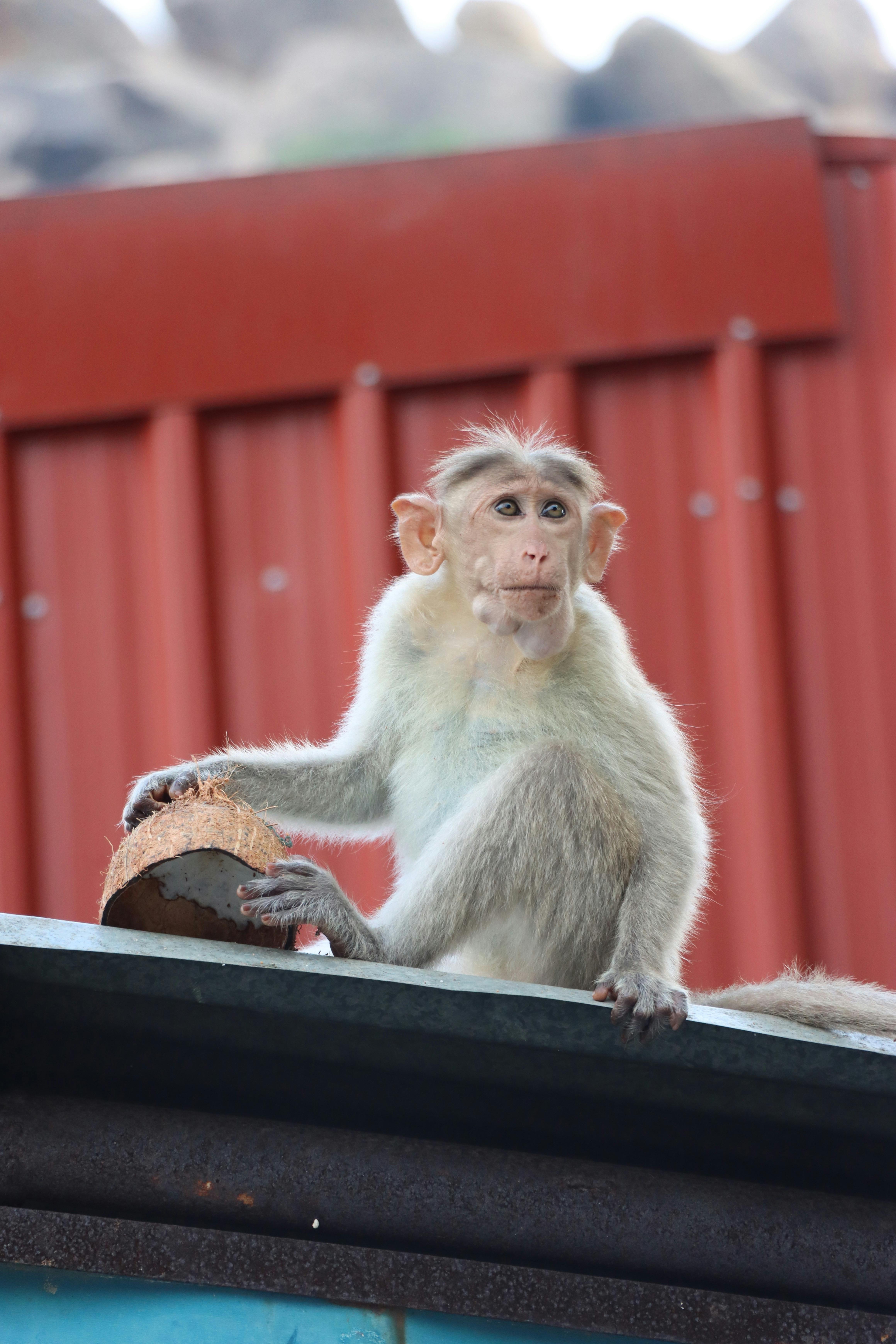 4k Monkey Photos, Download The BEST Free 4k Monkey Stock Photos & HD Images