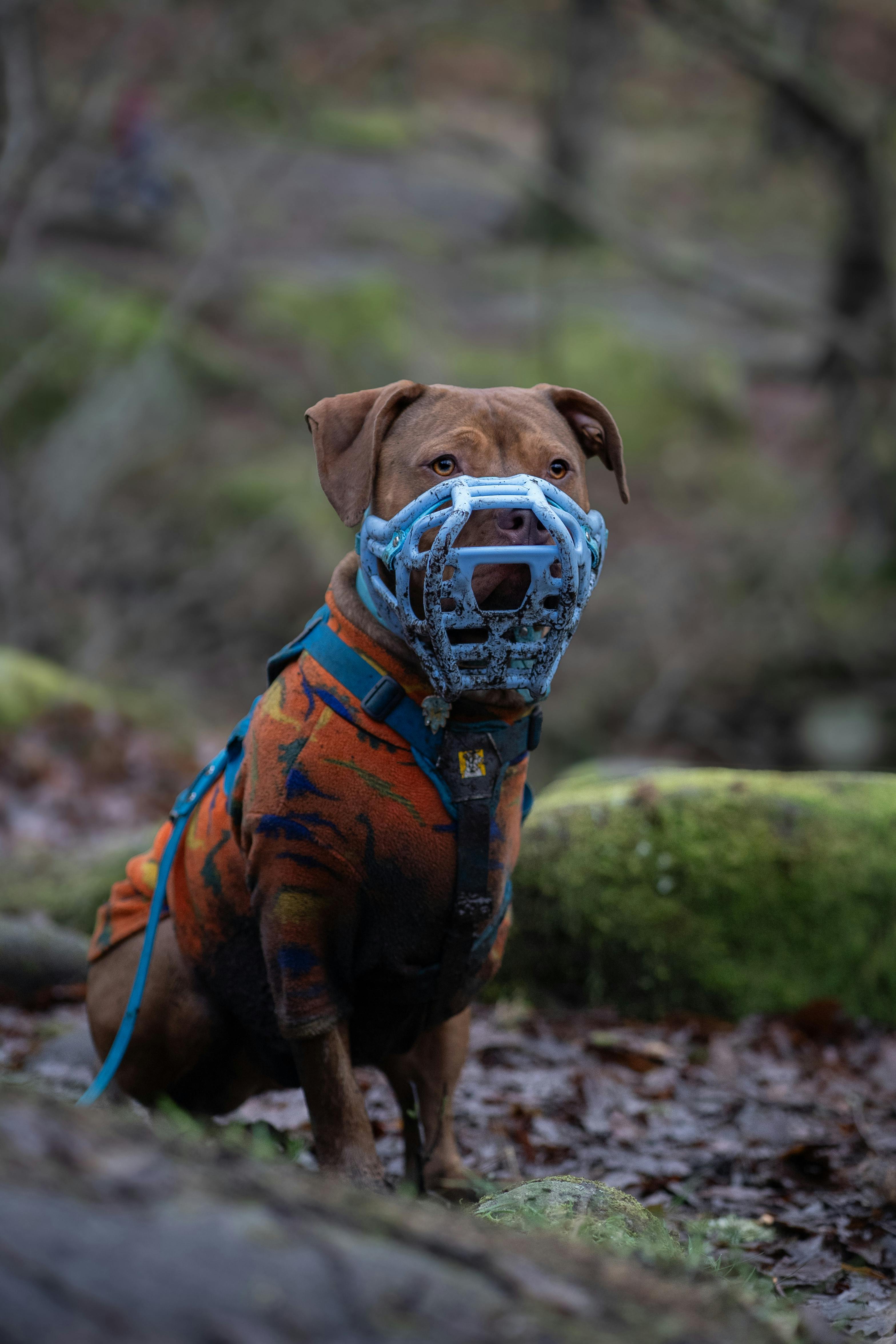 Xl Bully Photos, Download The BEST Free Xl Bully Stock Photos & HD Images