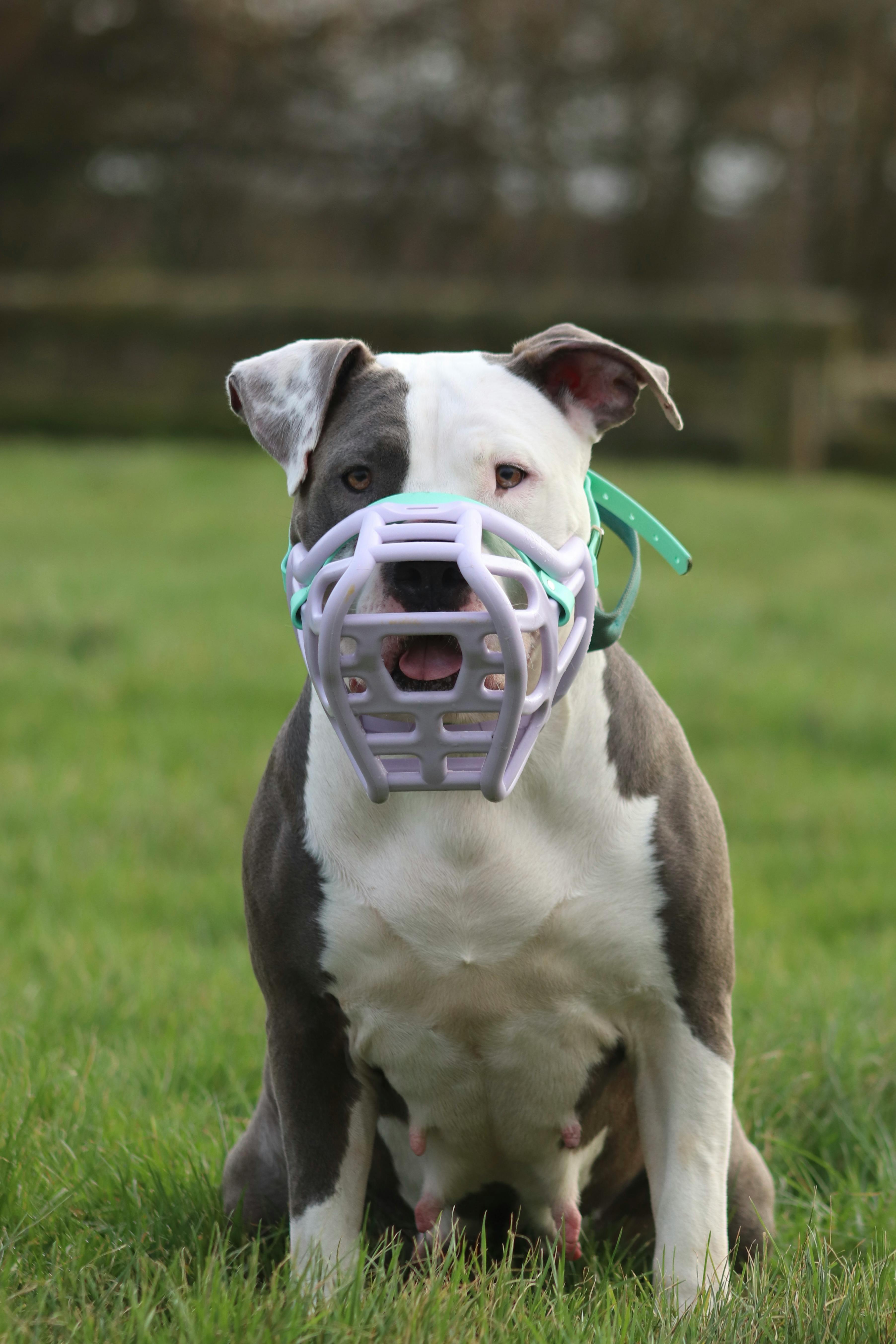 Pretty XL Bully in lilac muzzle · Free Stock Photo