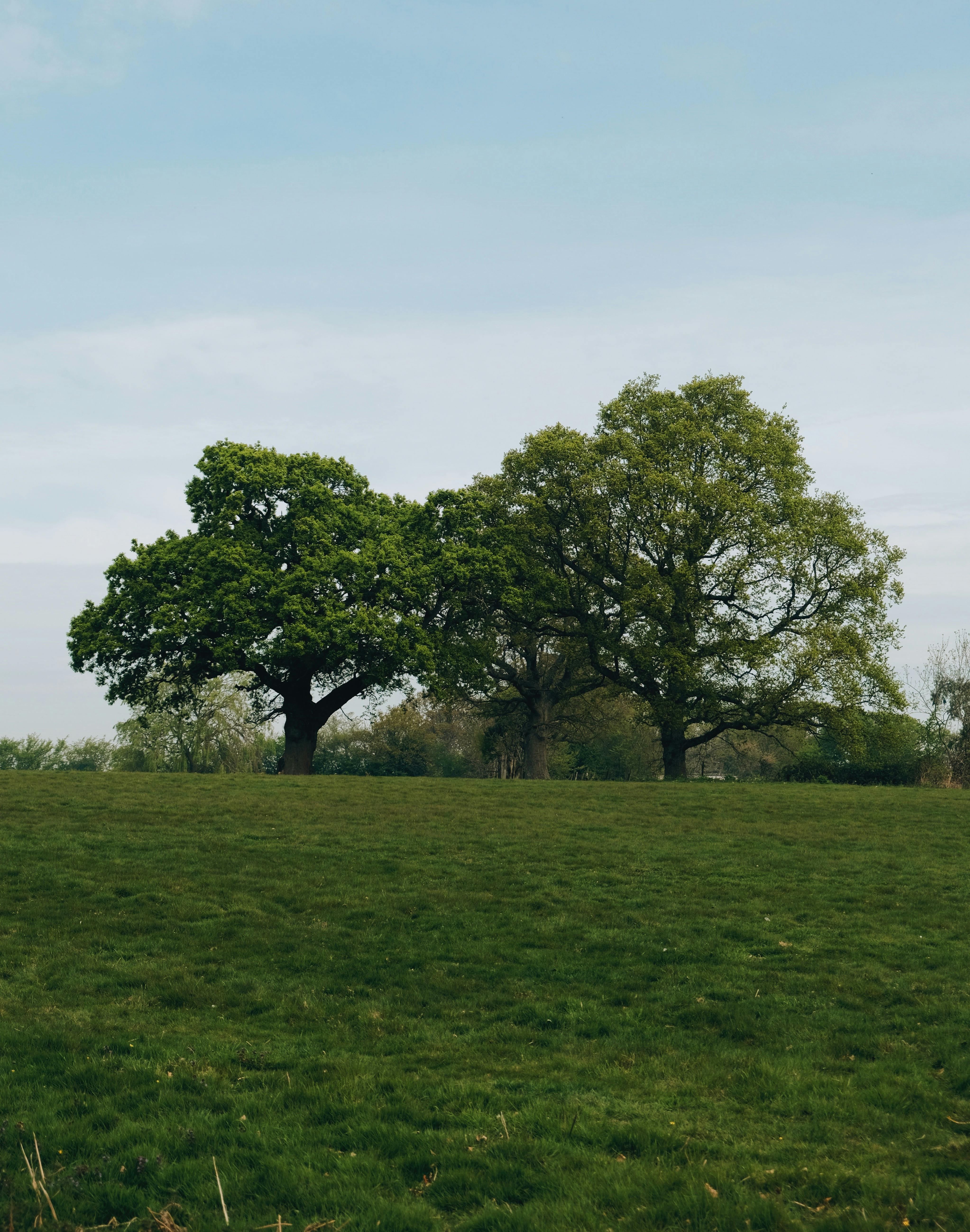 Oak Tree Field Photos, Download The BEST Free Oak Tree Field Stock ...