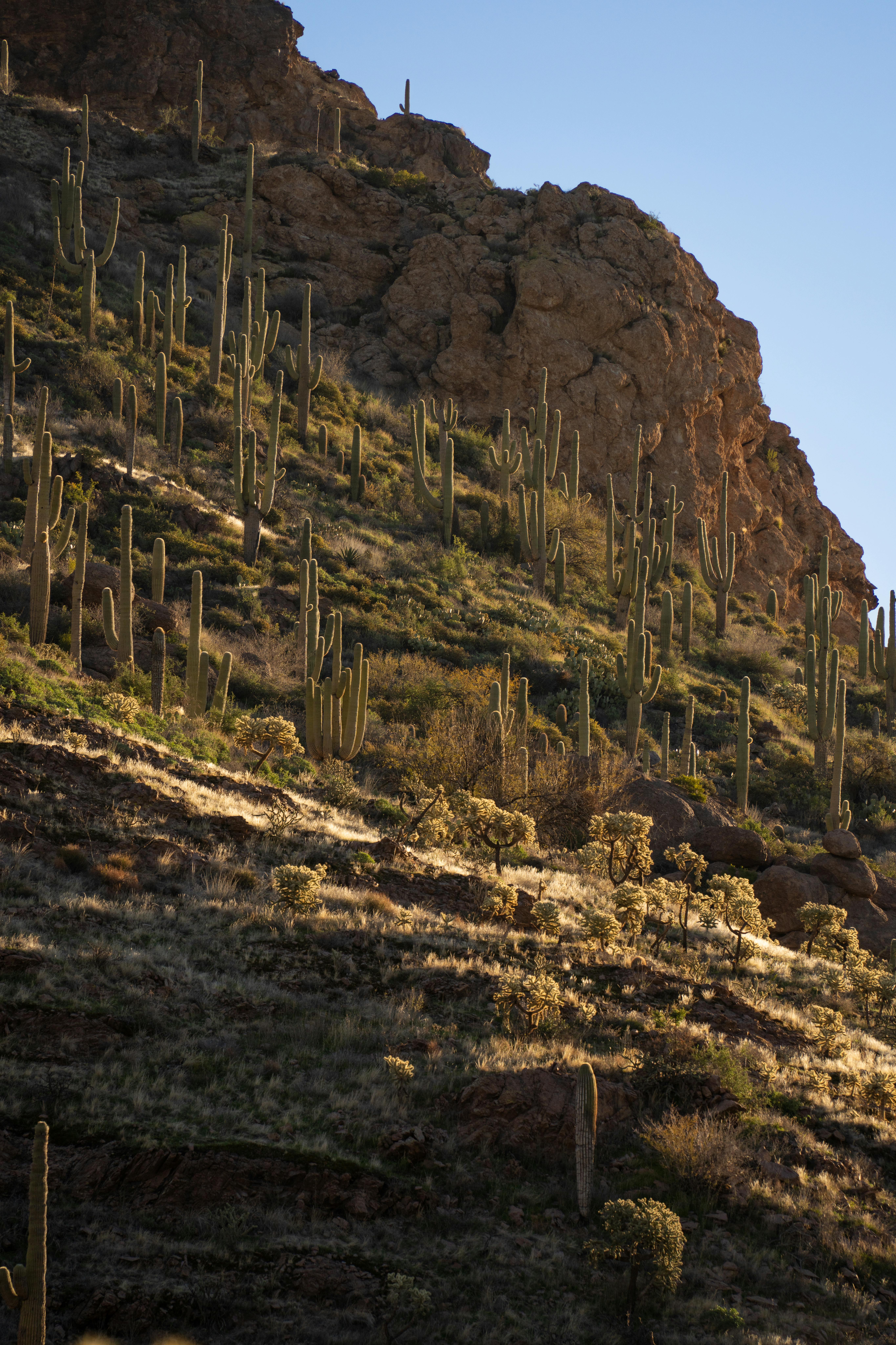 Man Lying On Ground Beside Cacti · Free Stock Photo