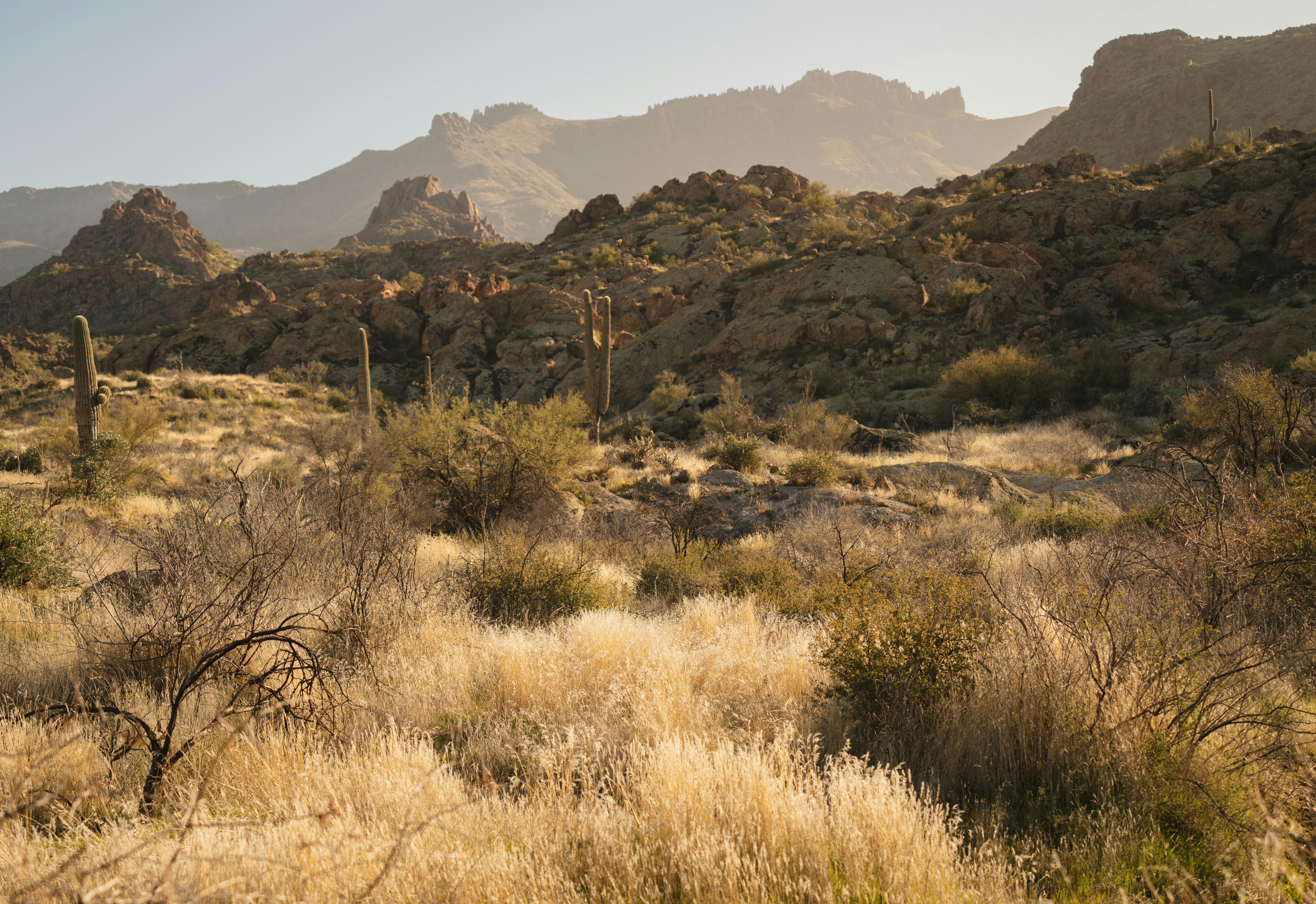 Bushes and Cactus Plants in Countryside · Free Stock Photo