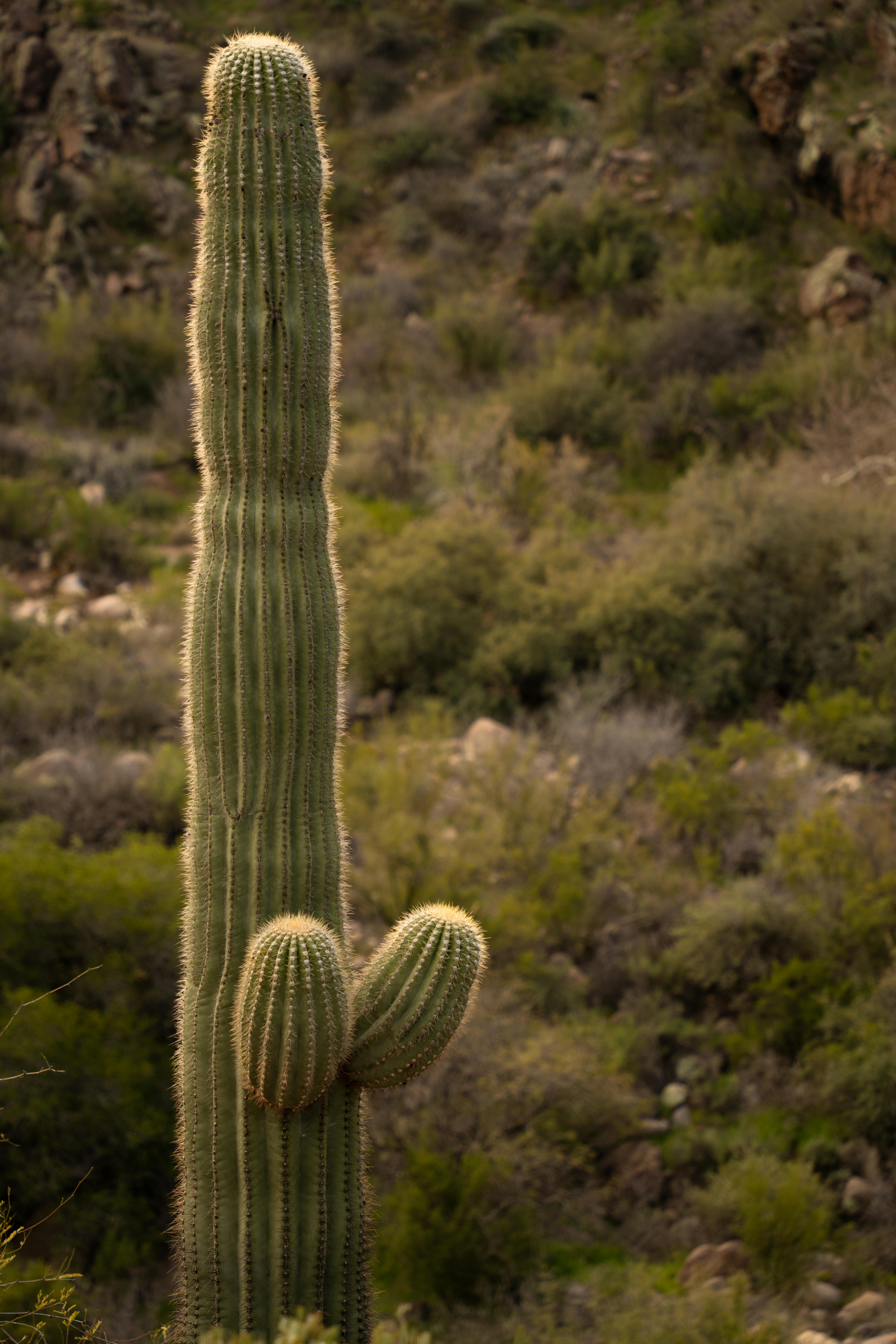 Tall Cactus in Nature · Free Stock Photo