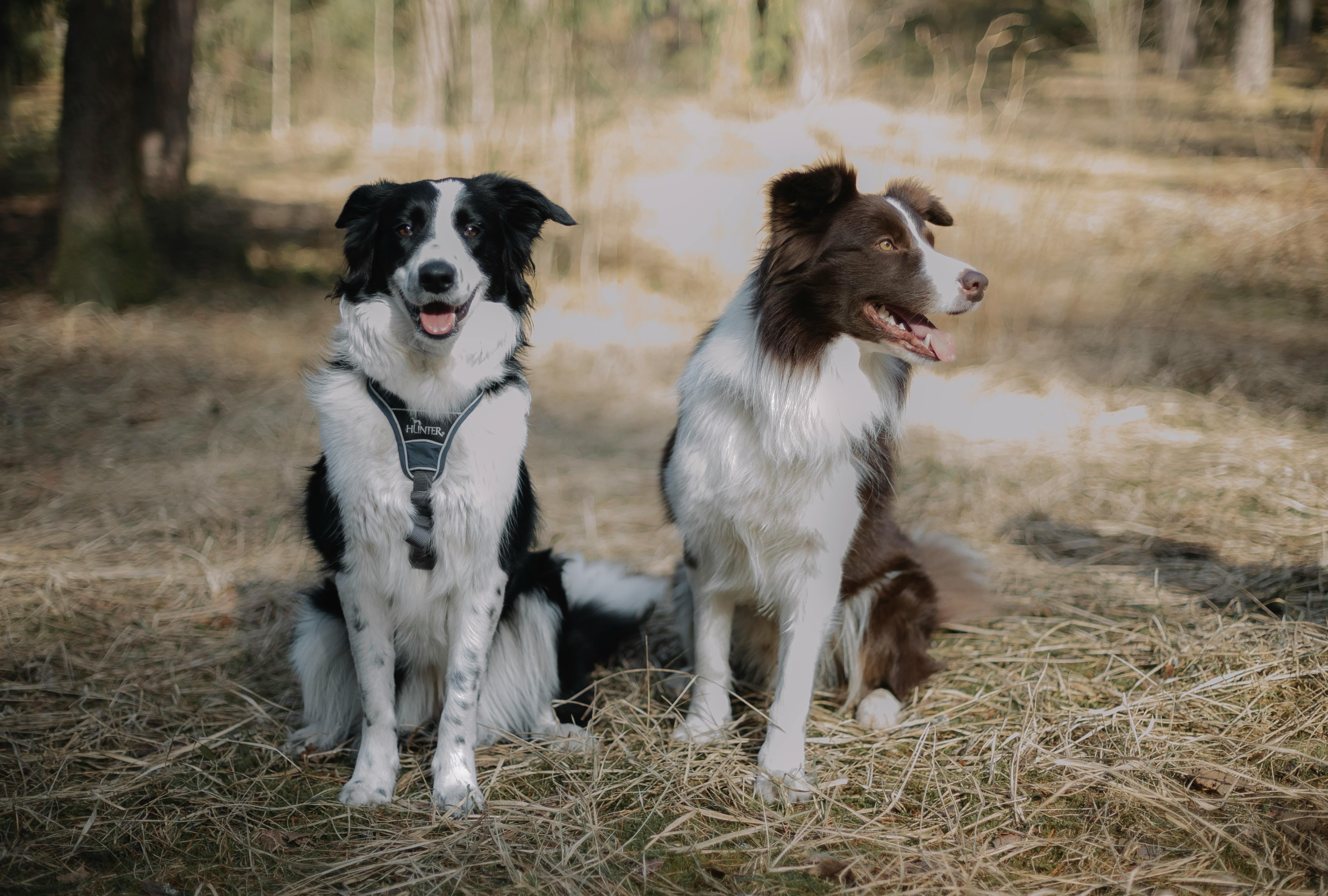 Two Border Collies in Park · Free Stock Photo