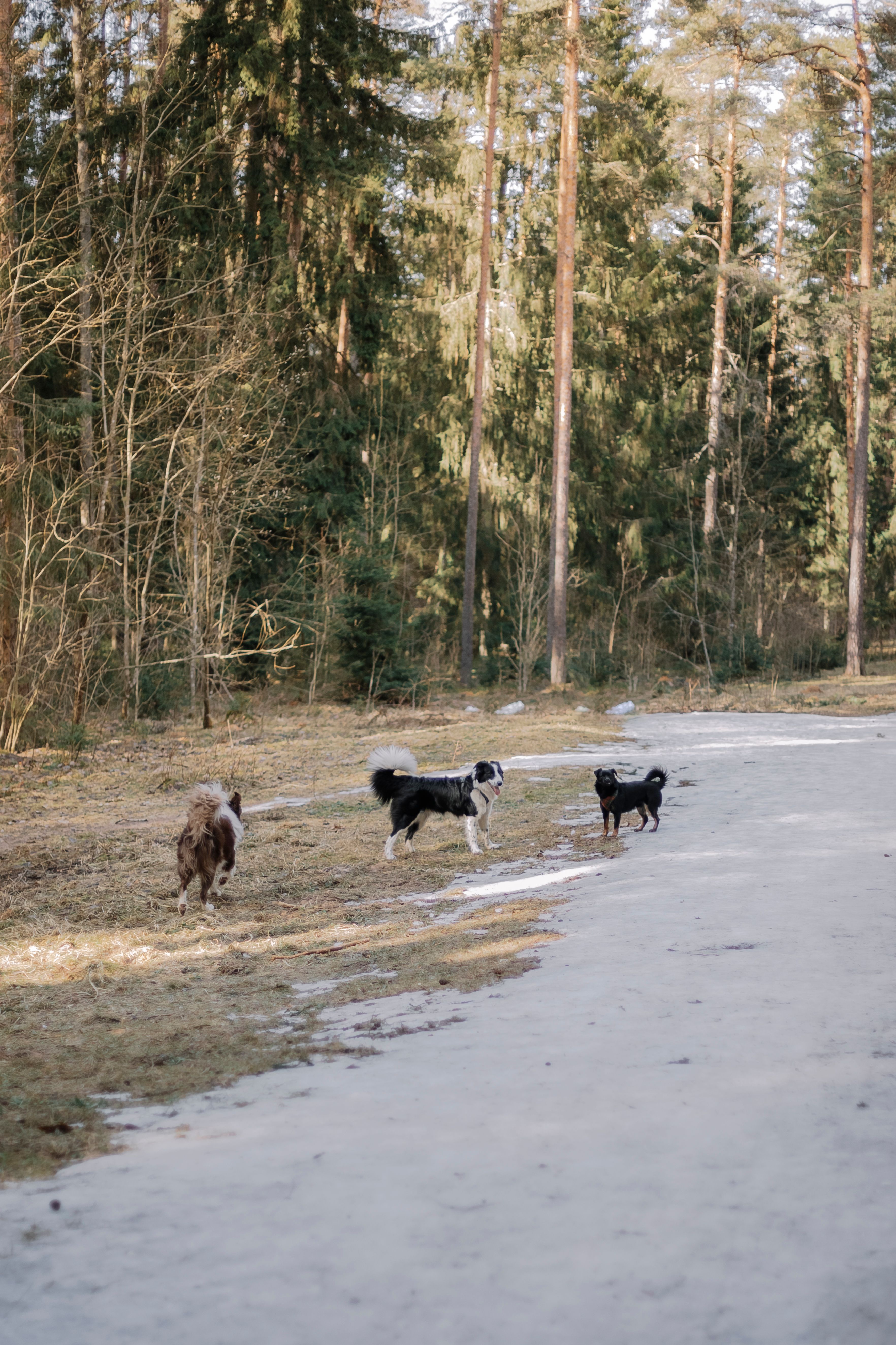 Three Dogs in a Park · Free Stock Photo